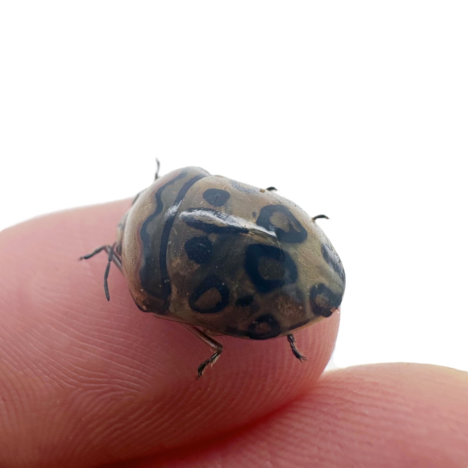10 x Picasso Bug (Sphaerocoris annulus) A1-/A1 Insect