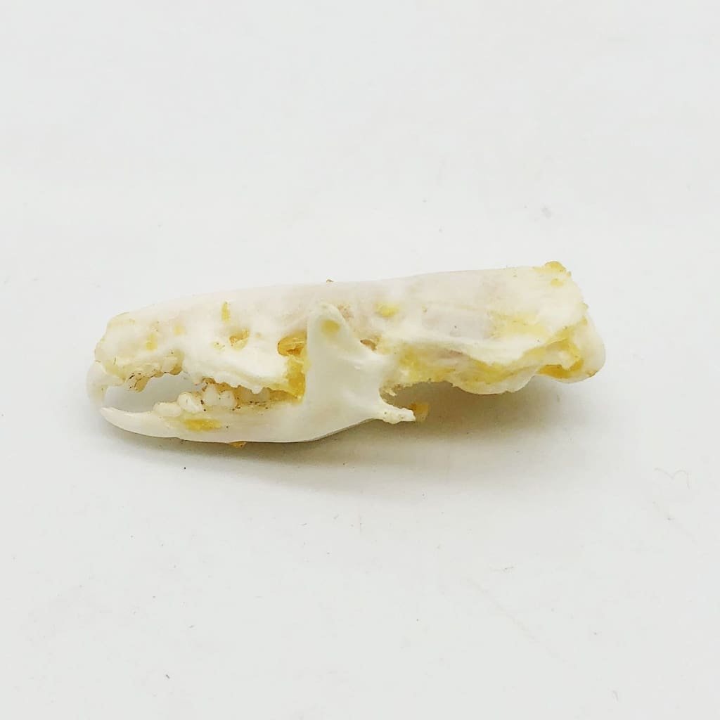 Asian House Shrew Skull Suncus murinus Osteological Specimen