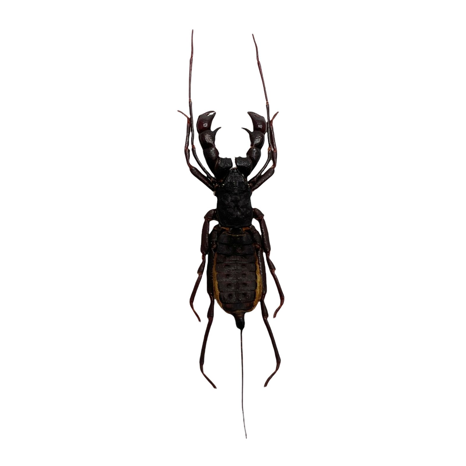 Black Tailed Whip scorpion vinegaroon (Thelyphonus feuerborni)