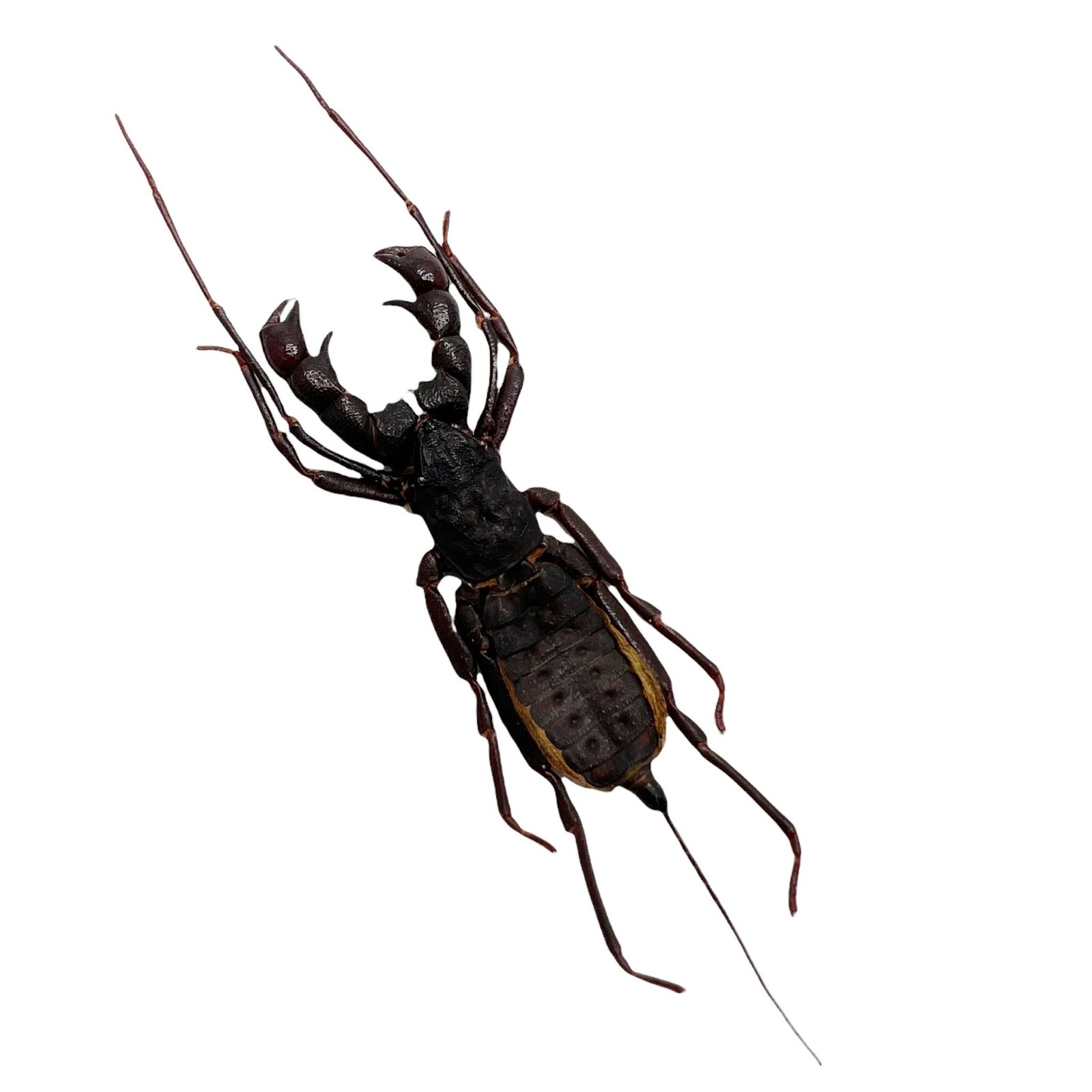 Black Tailed Whip scorpion vinegaroon (Thelyphonus feuerborni)