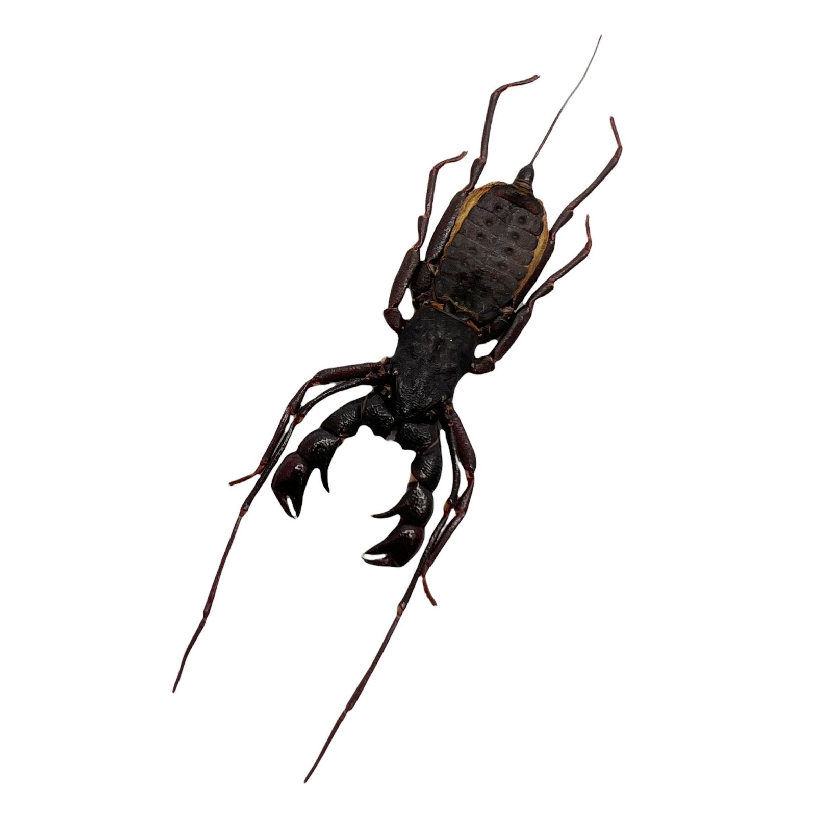 Black Tailed Whip scorpion vinegaroon (Thelyphonus feuerborni)