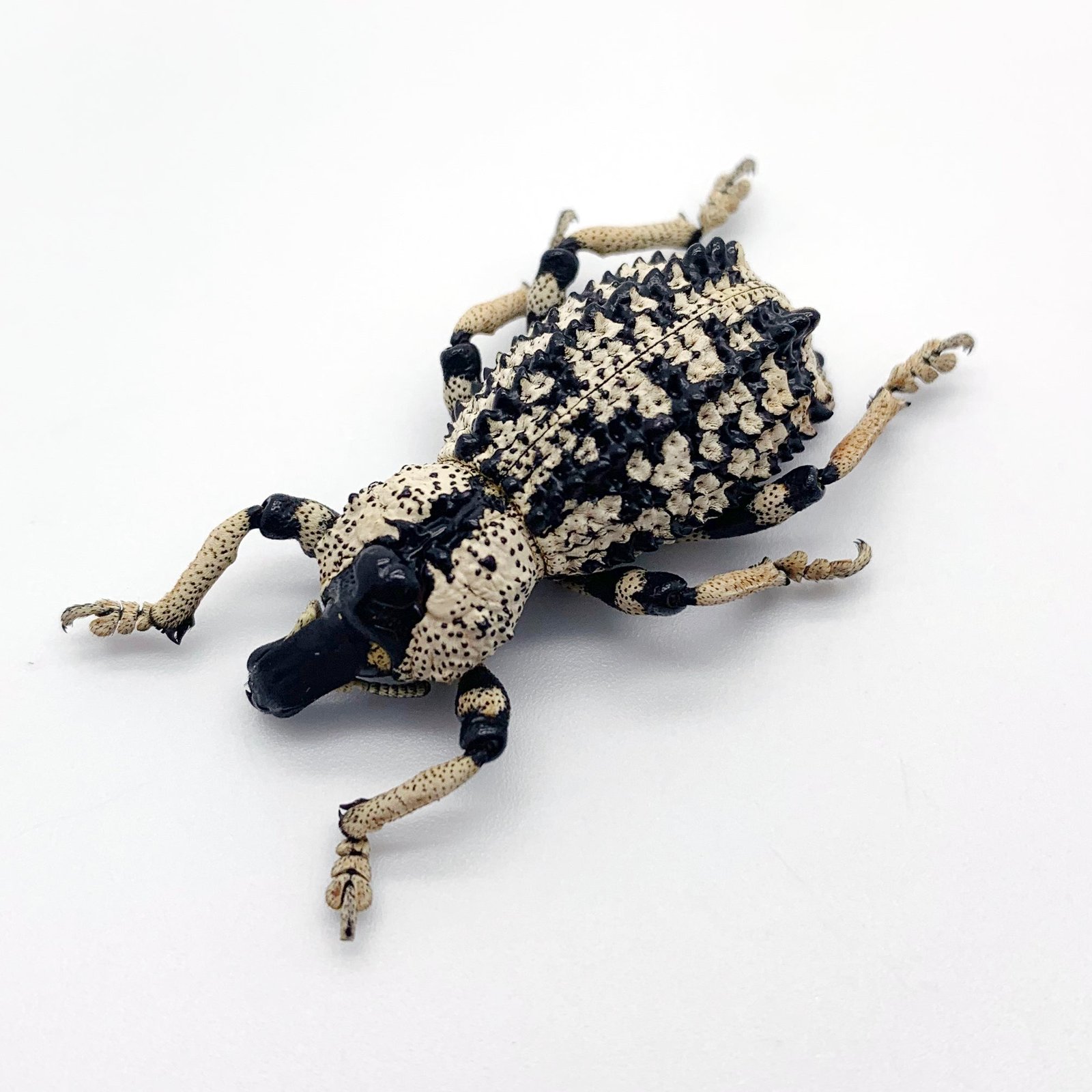 Black & White Curculionidae Weevil (Rhytidophloeus rothschildi) Insect