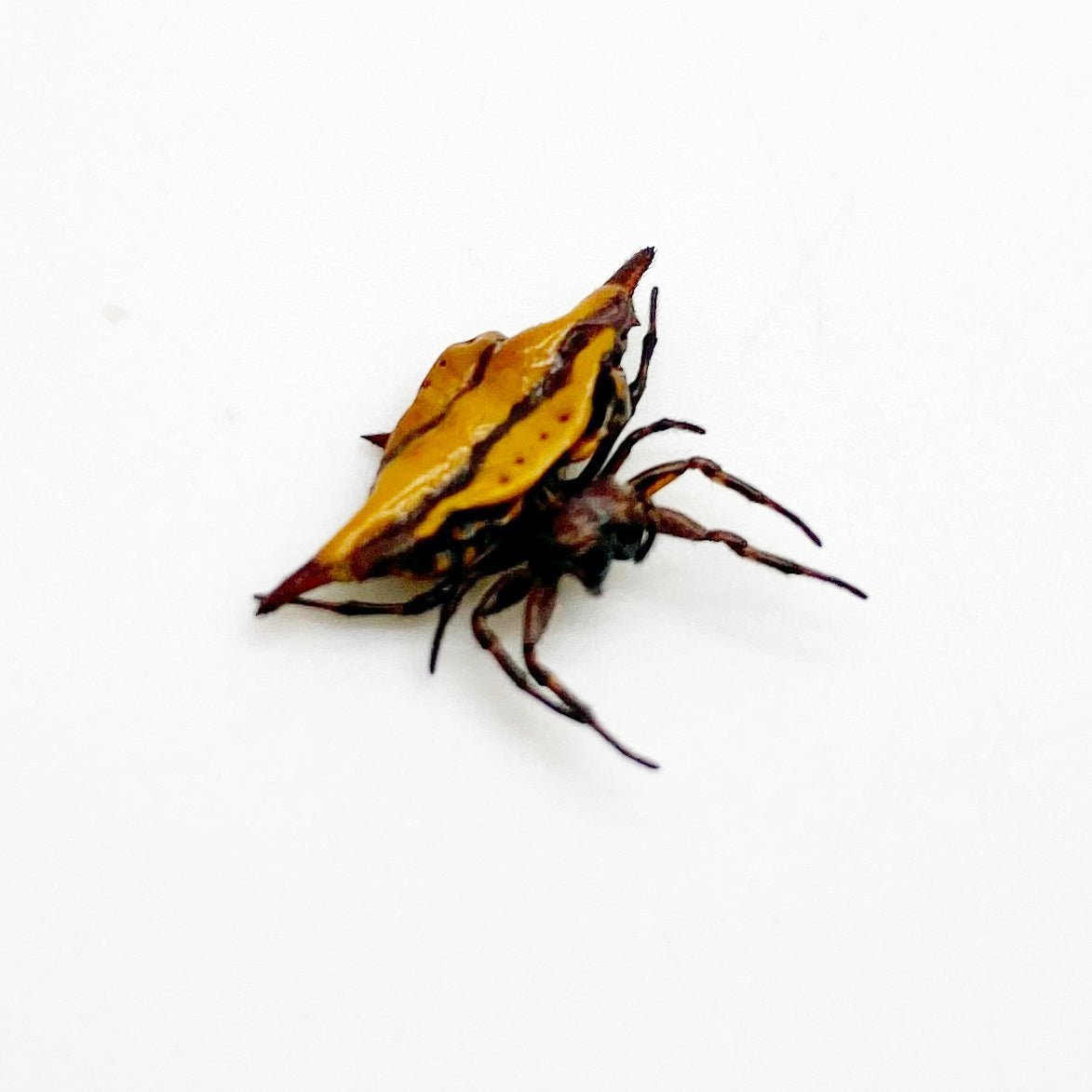Blunt-spined Kite Spider (gasteracantha sturi)