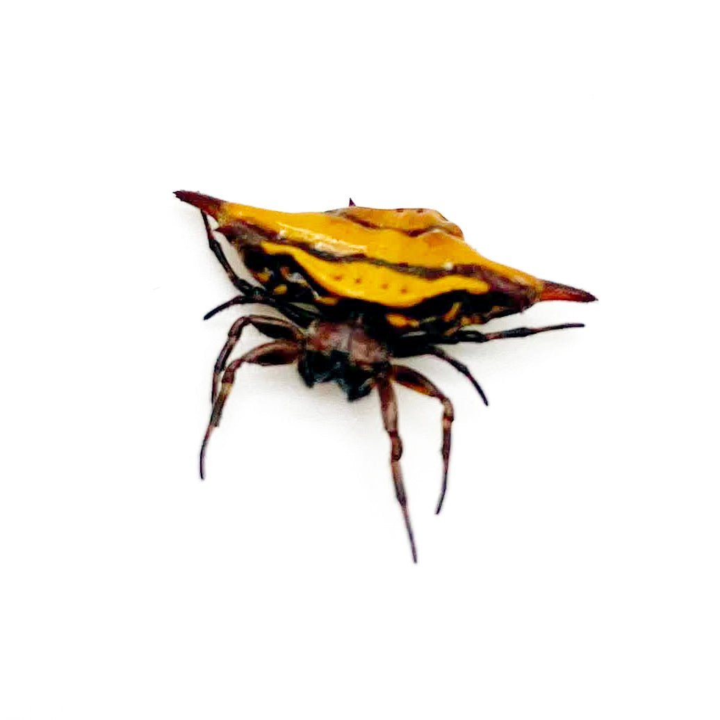 Blunt-spined Kite Spider (gasteracantha sturi)