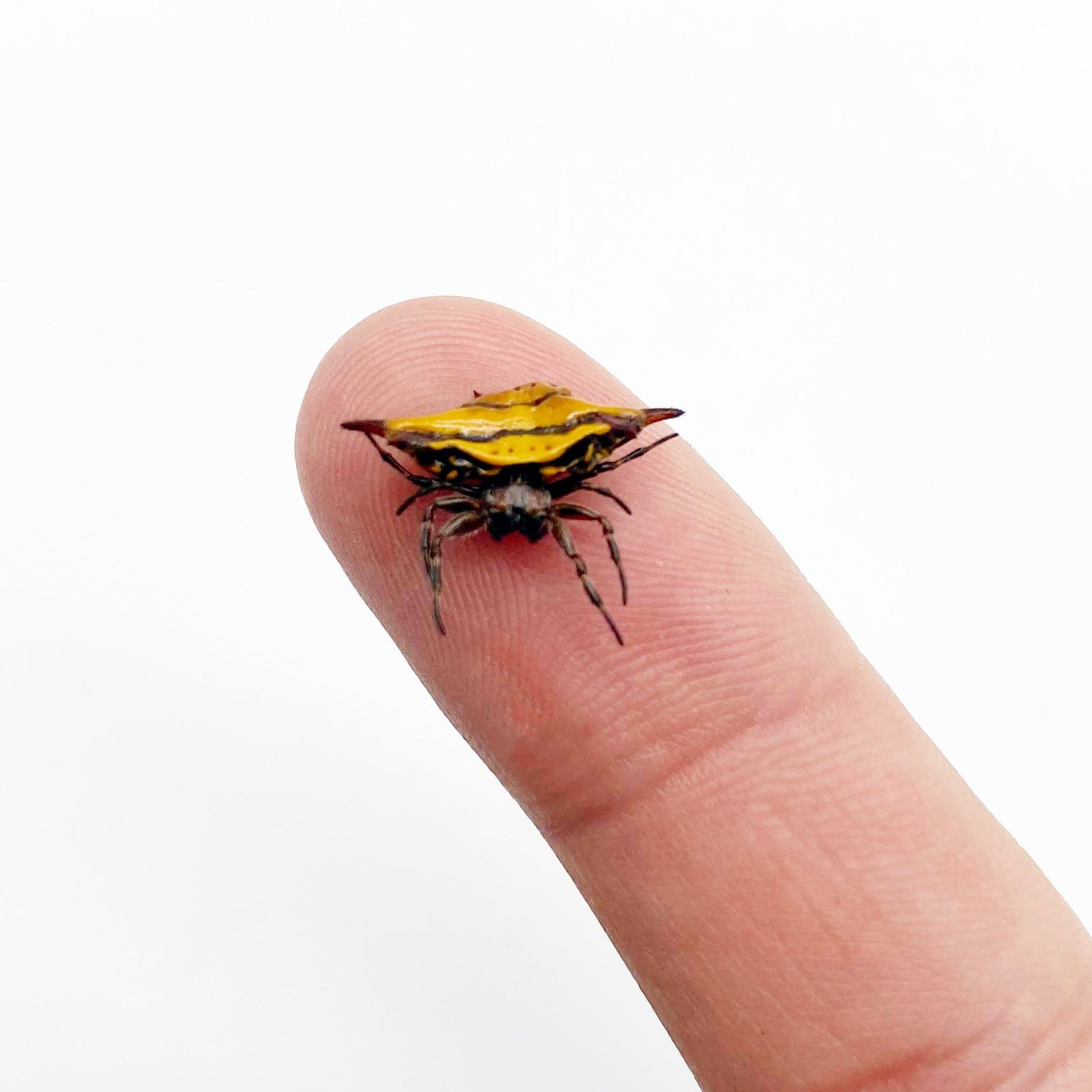 Blunt-spined Kite Spider (gasteracantha sturi)