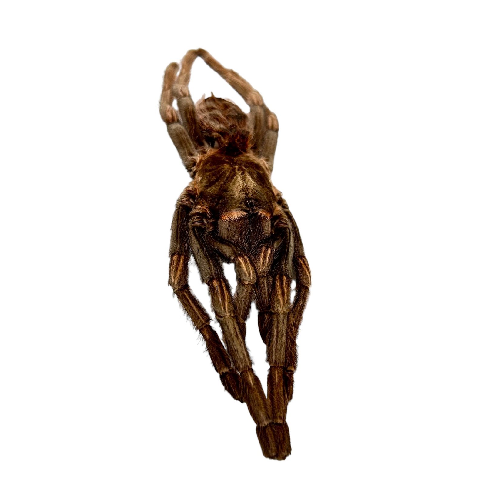 Brazilian Rusty Birdeater (Acanthoscurria ferina)
