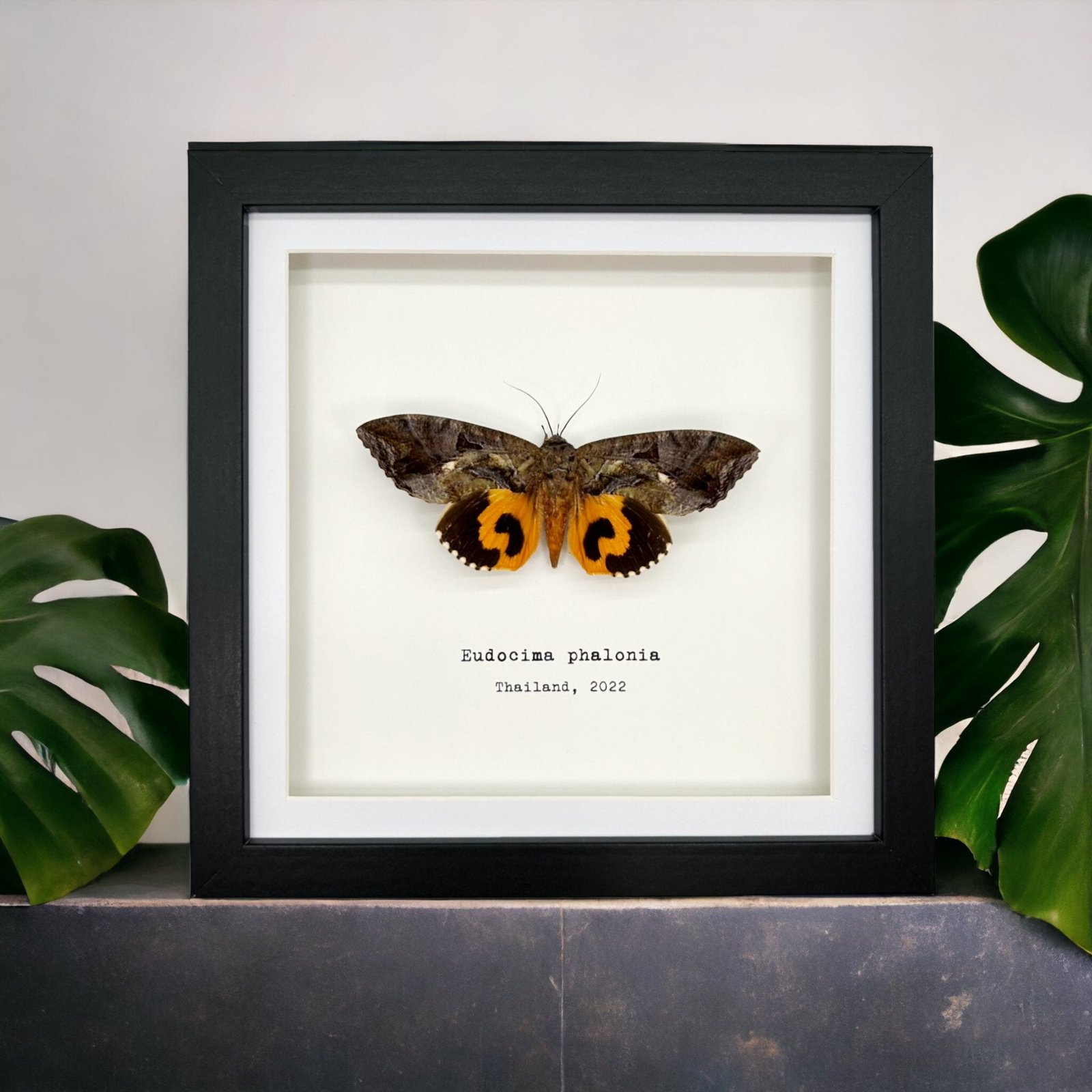 Common Fruit-Piercing Moth Frame (Eudocima phalonia)