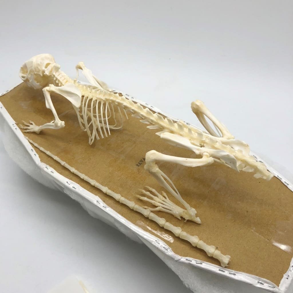 Common Rat Rattus norvegicus Full Skeleton