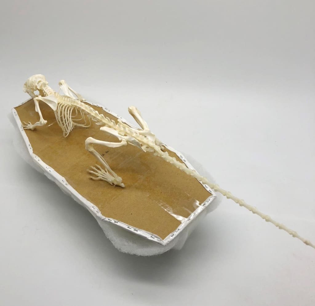 Common Rat Rattus norvegicus Full Skeleton