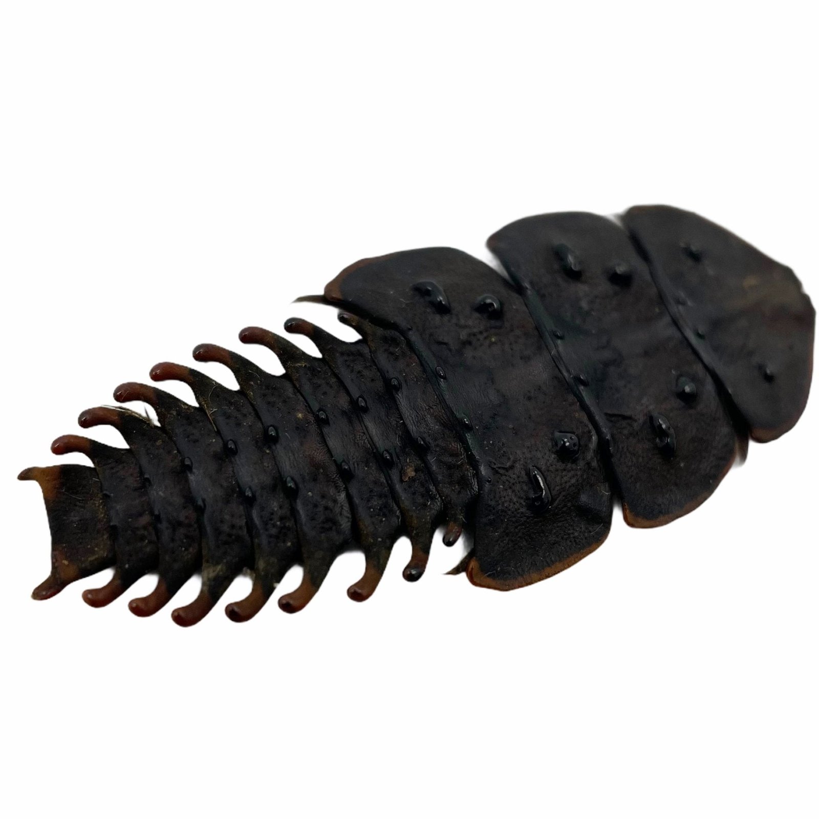 Entomology Insect Specimen Platerodrilus sp 04 (modern trilobite)