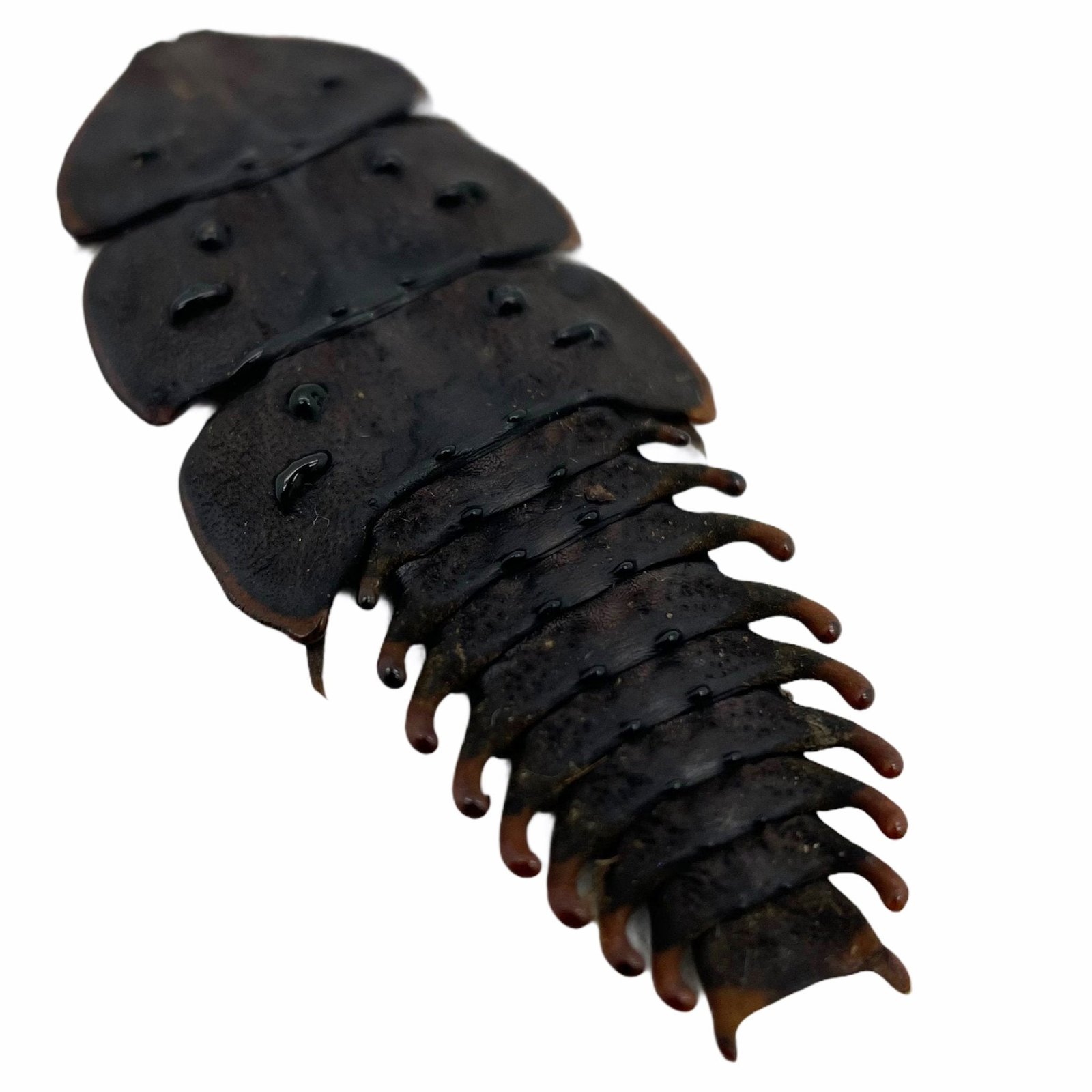 Entomology Insect Specimen Platerodrilus sp 04 (modern trilobite)