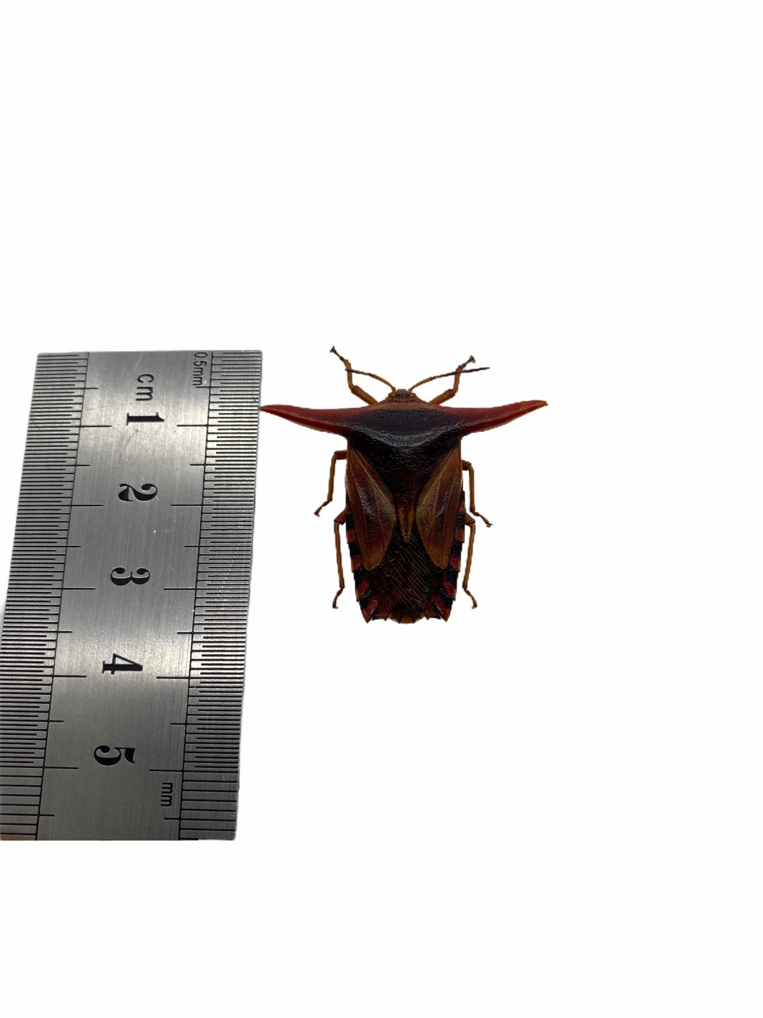 Entomology Shield Bug (Pygoplatys lancifer)