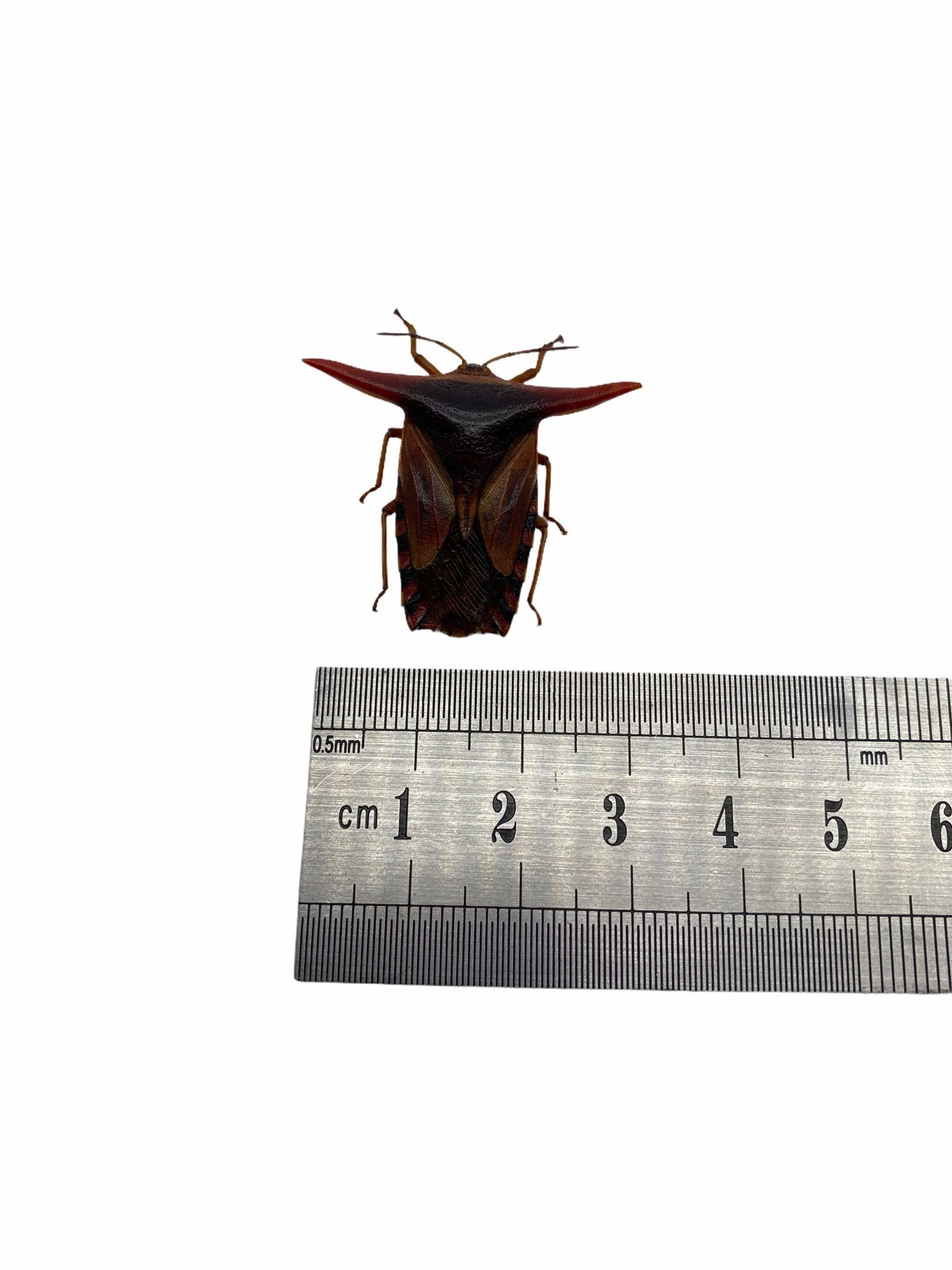 Entomology Shield Bug (Pygoplatys lancifer)