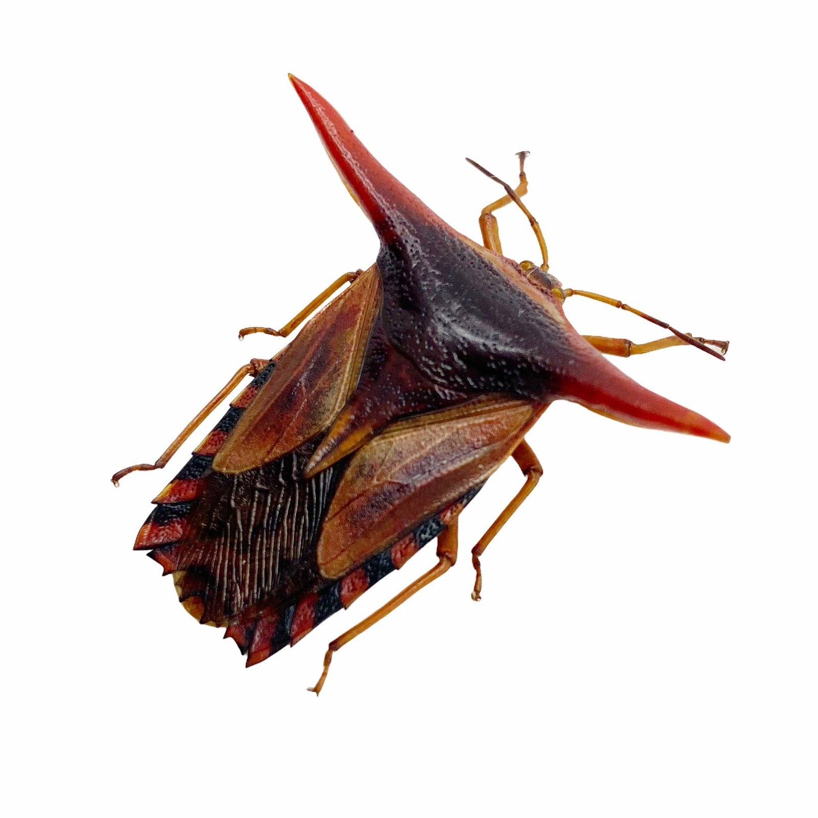 Entomology Shield Bug (Pygoplatys lancifer)