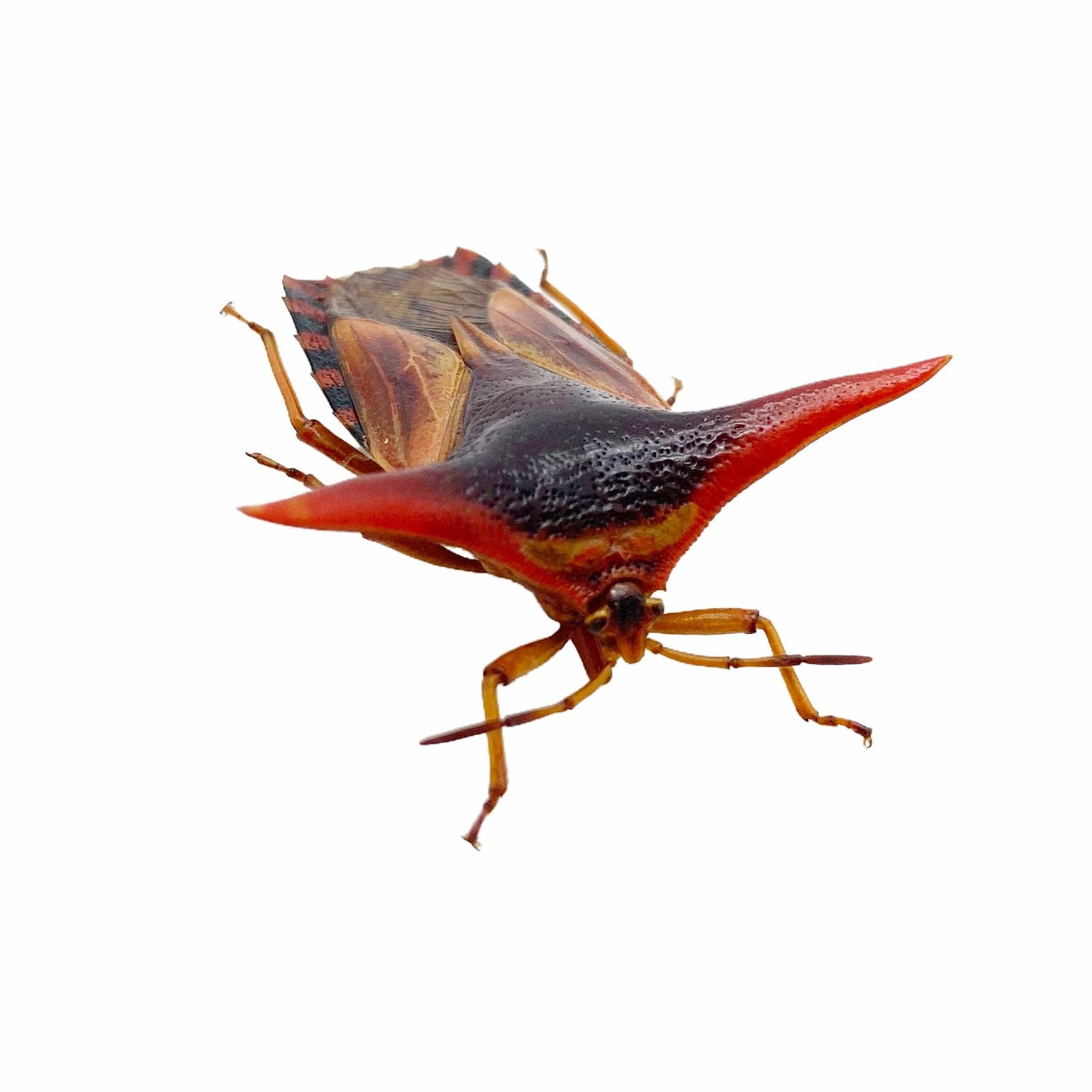 Entomology Shield Bug (Pygoplatys lancifer)