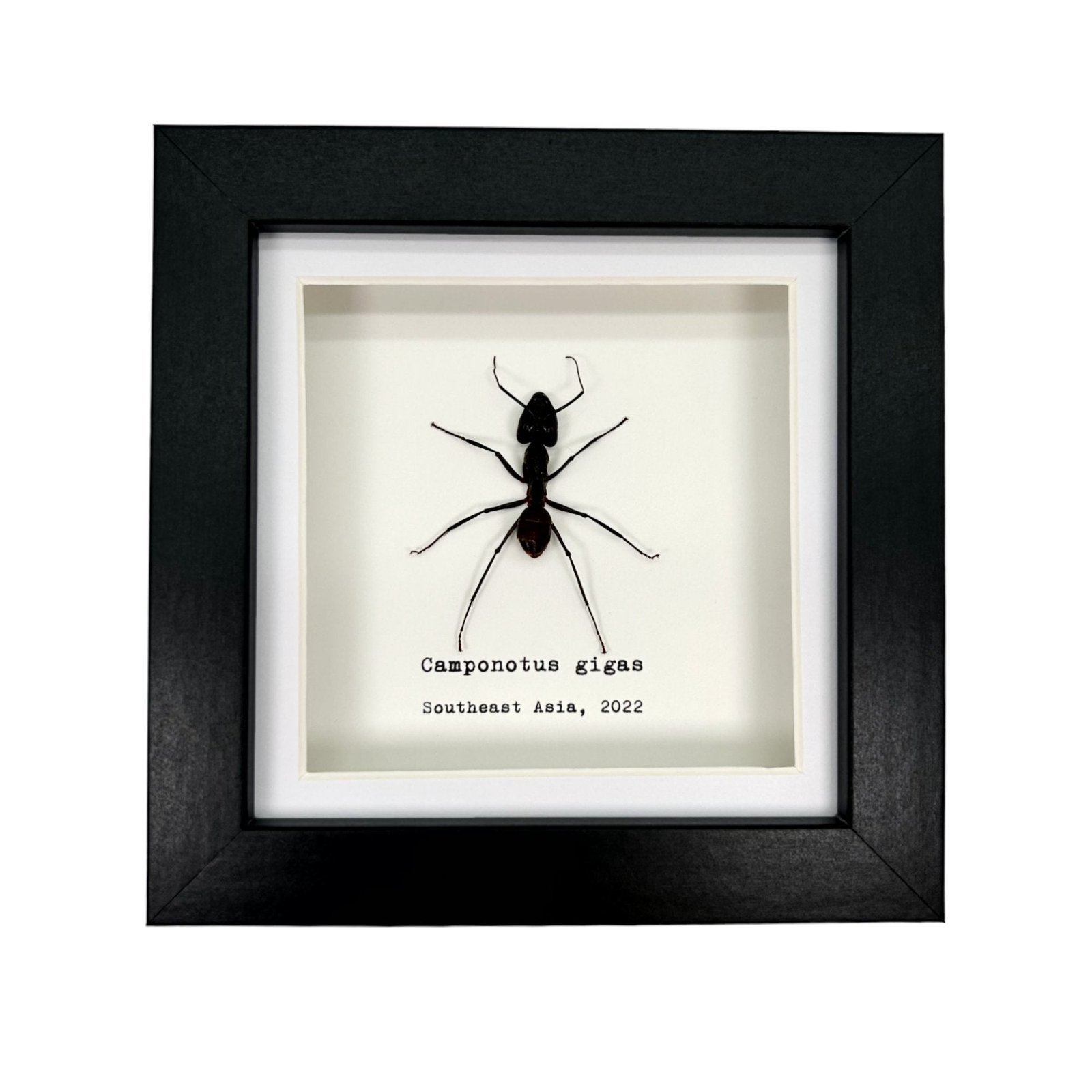 Giant Forest Soldier Ant Frame (Camponotus gigas)