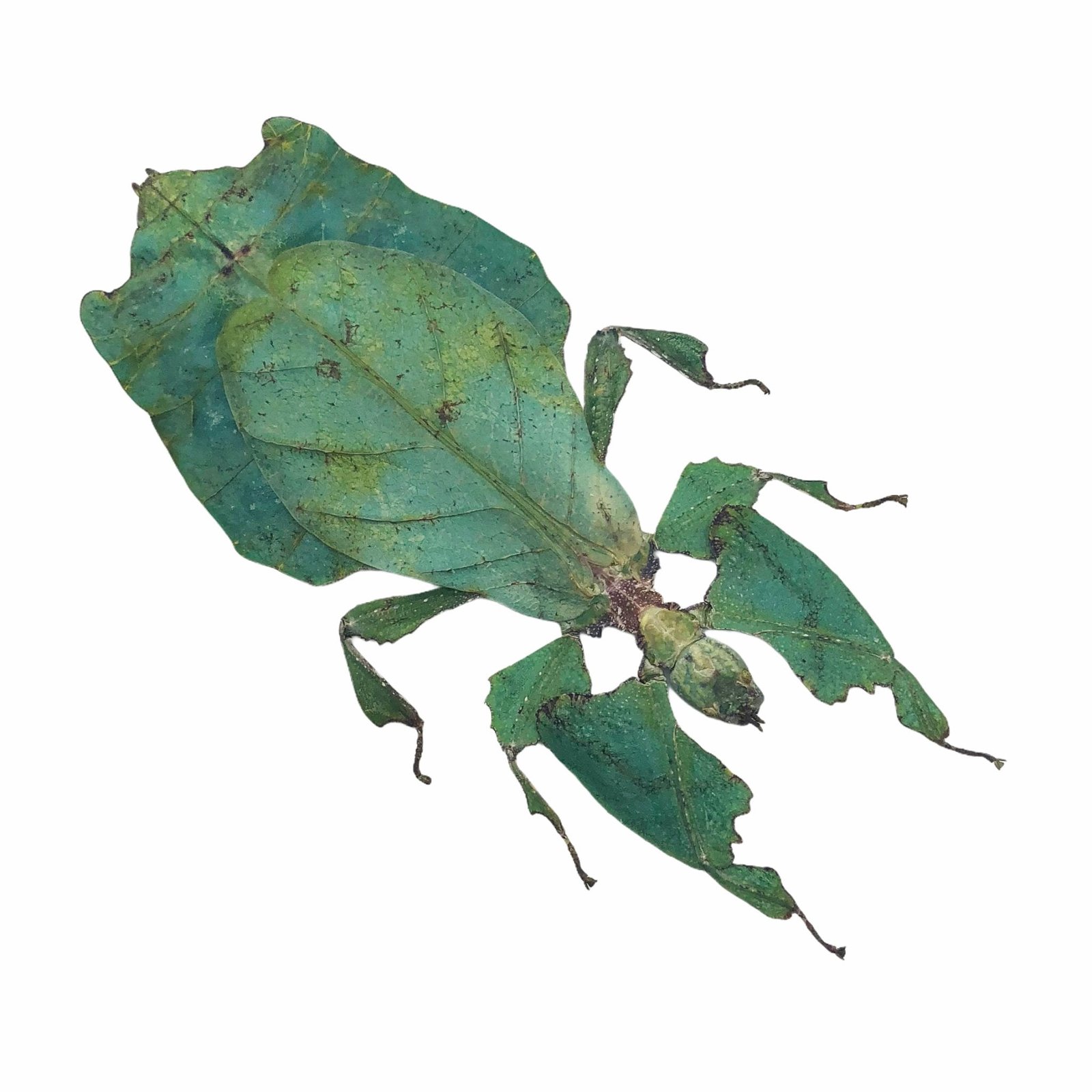 Giant Green Malaysian Leaf Insect Phyllium Giganteum (F)