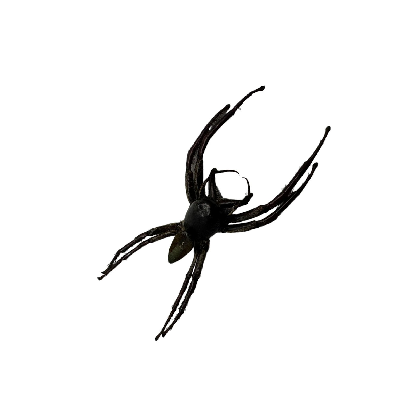 Giant Jumping Spider Male (Hyllus giganteus)