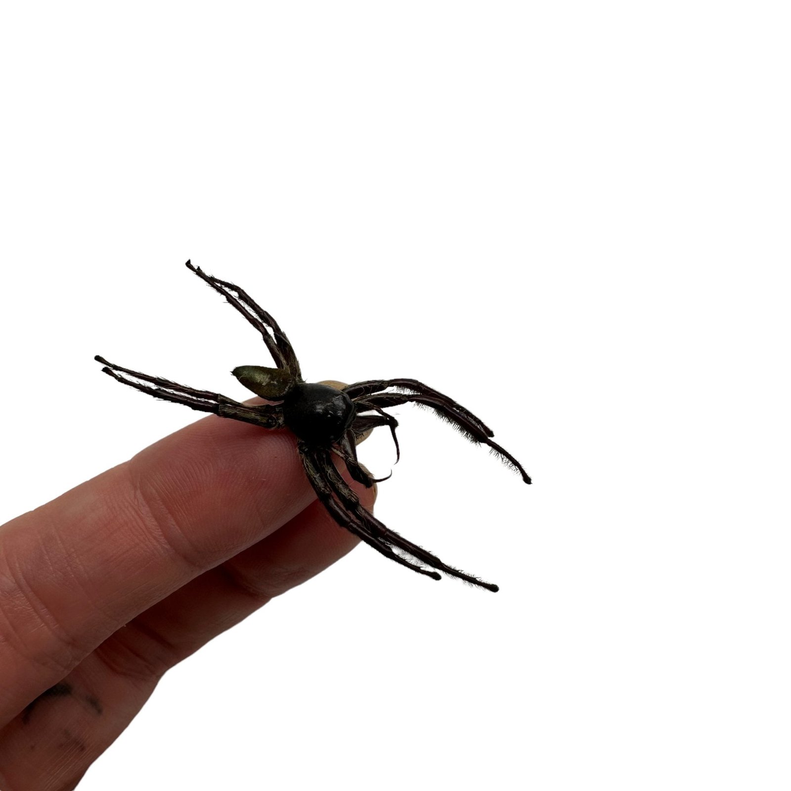 Giant Jumping Spider Male (Hyllus giganteus)