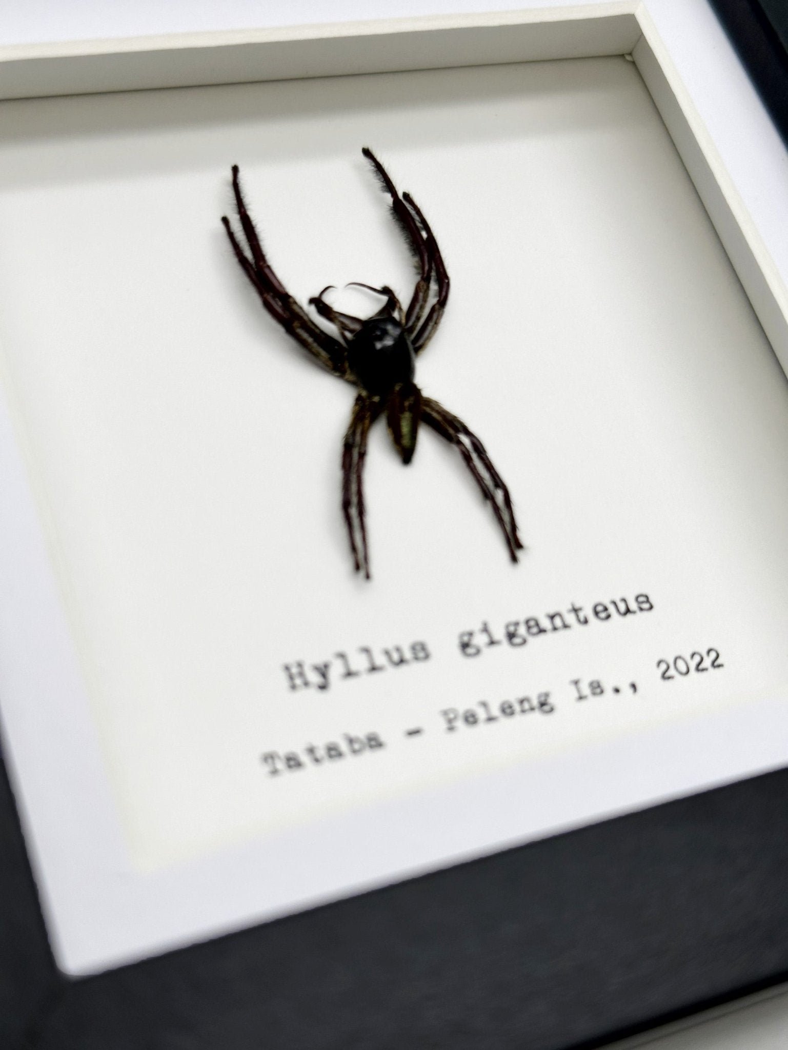 Giant Jumping Spider (Hyllus giganteus) Framed Specimen