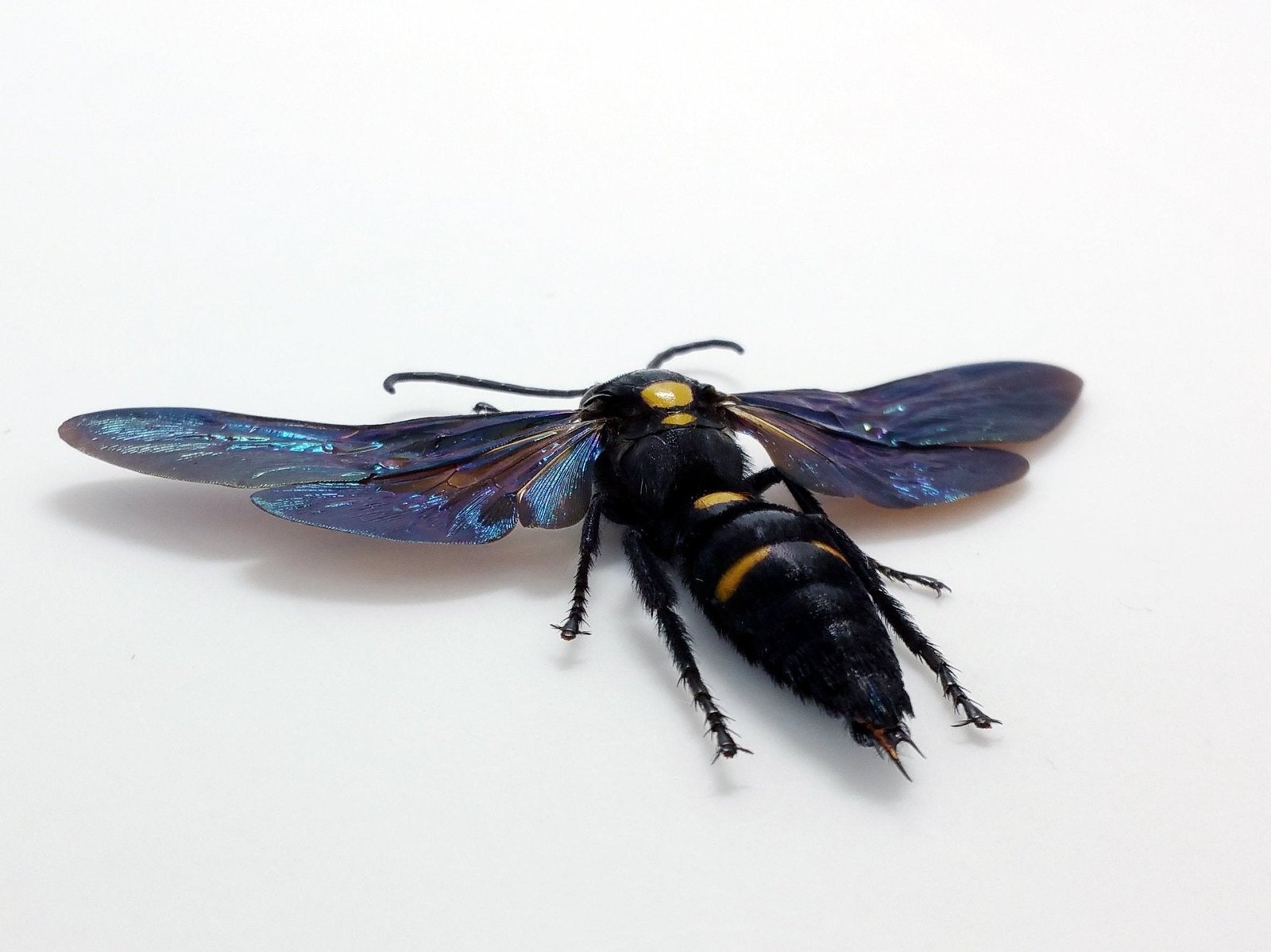 Giant Mega Wasp Megascolia Procer Javanensis Specimen
