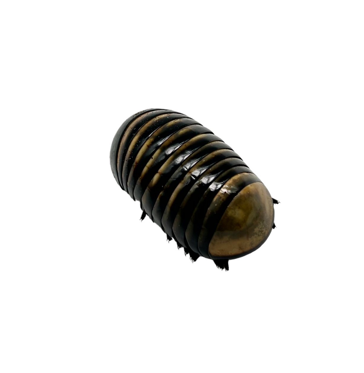 Giant Pill Millipede (Sp8)