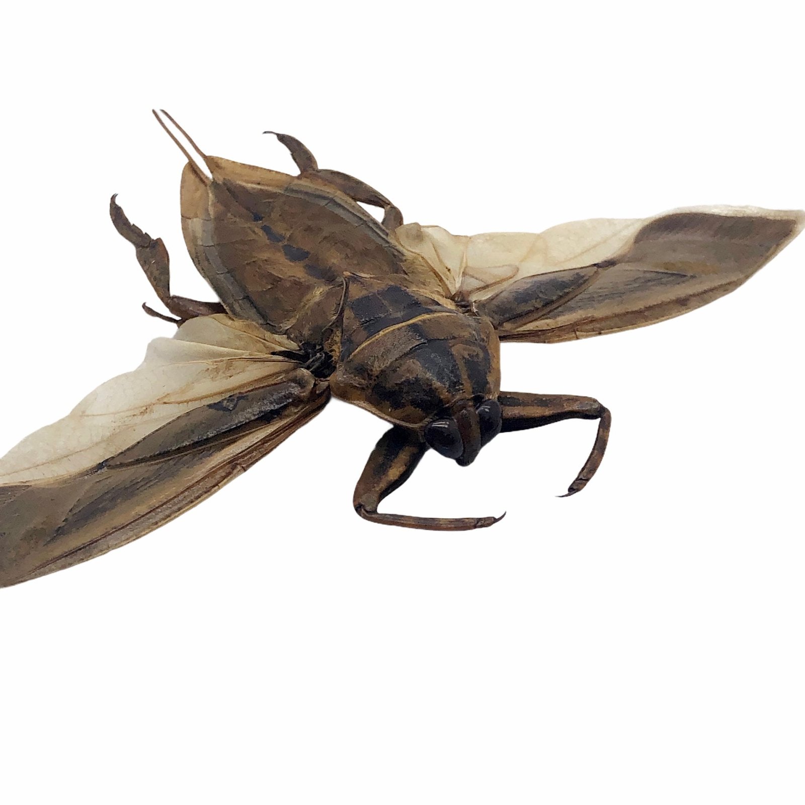 Giant Water Bug (Lethocerus indicus) (SPREAD)