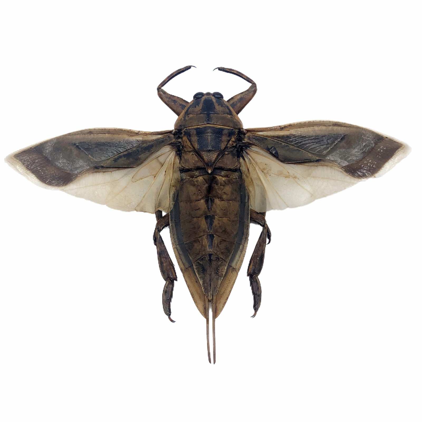 Giant Water Bug (Lethocerus indicus) (SPREAD)