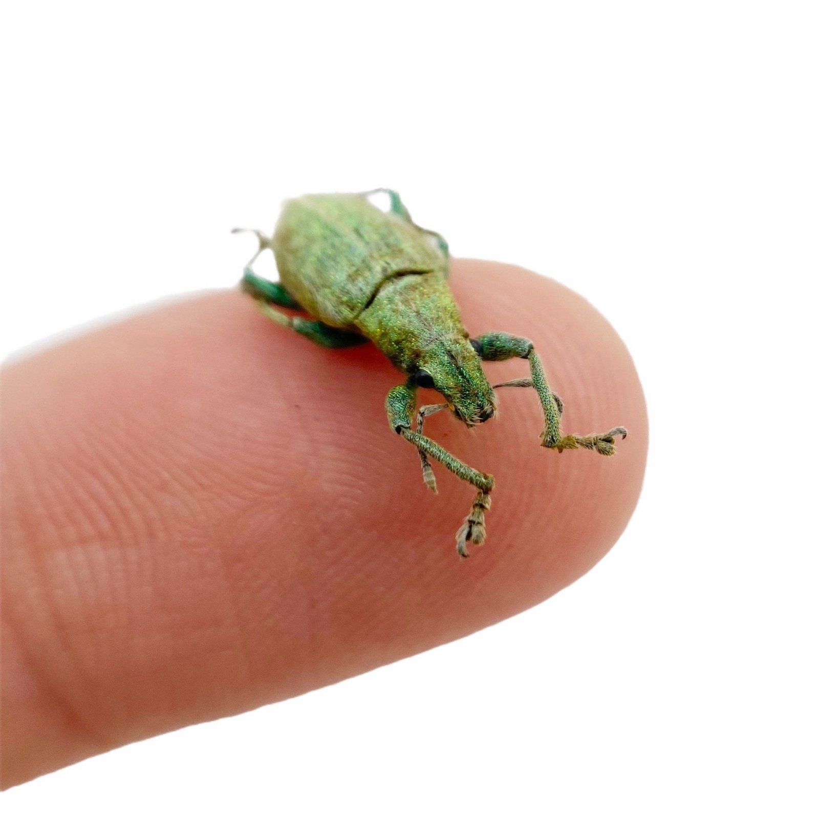 Gold-dust Weevil Beetle (Hypomeces squamosus) Insect
