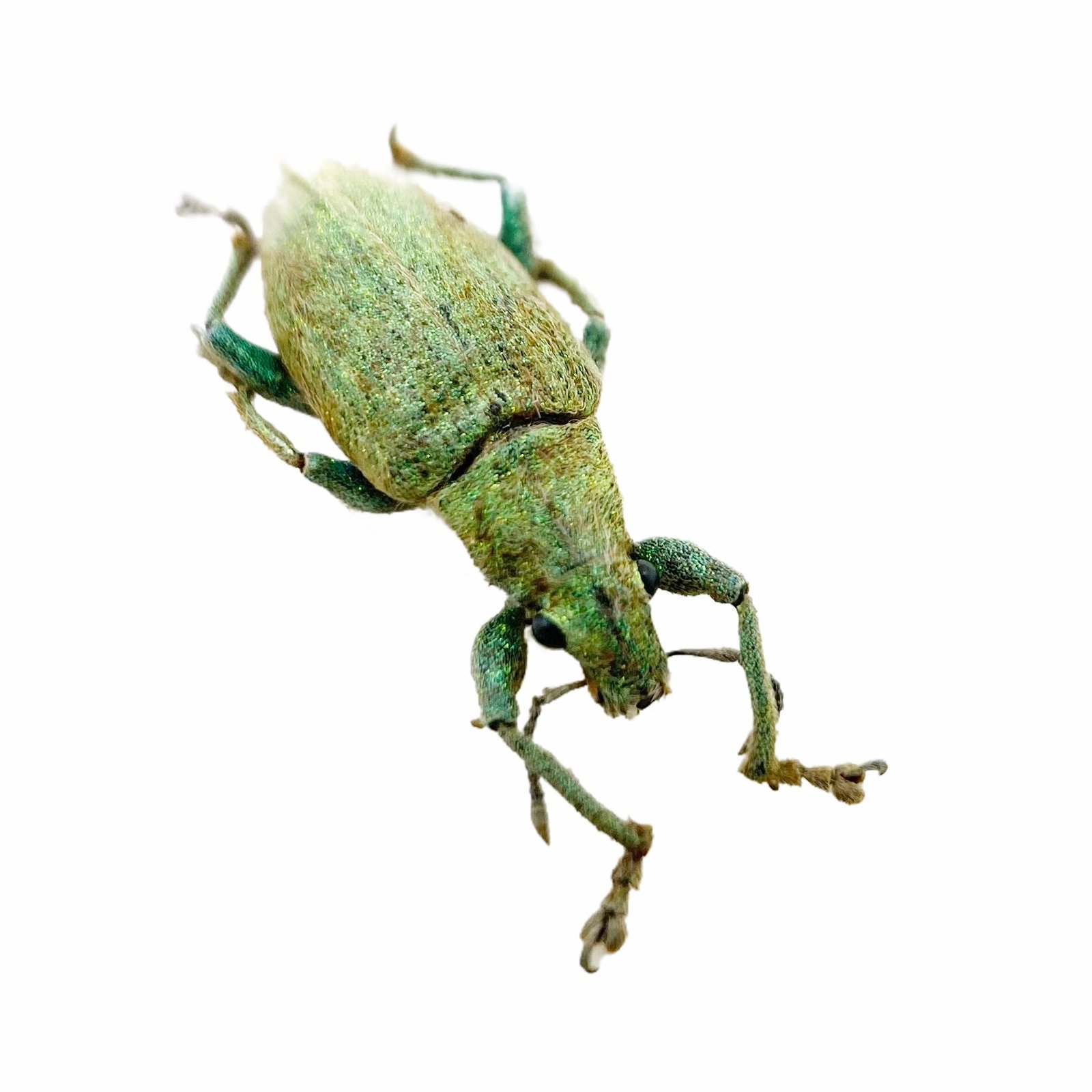 Gold-dust Weevil Beetle (Hypomeces squamosus) Insect