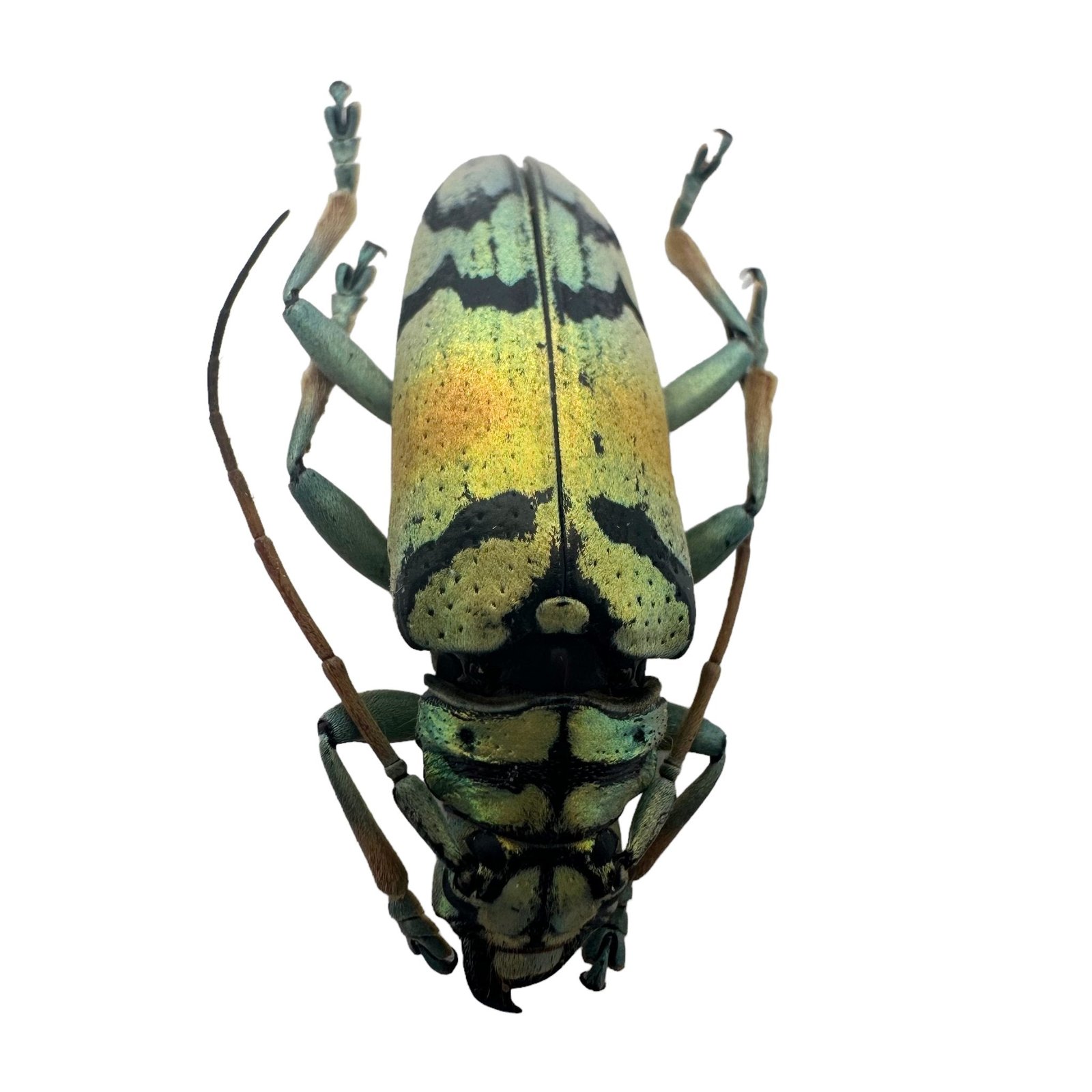 Gold Longhorn Beetle (Tmesisternus rafaelae) Insect