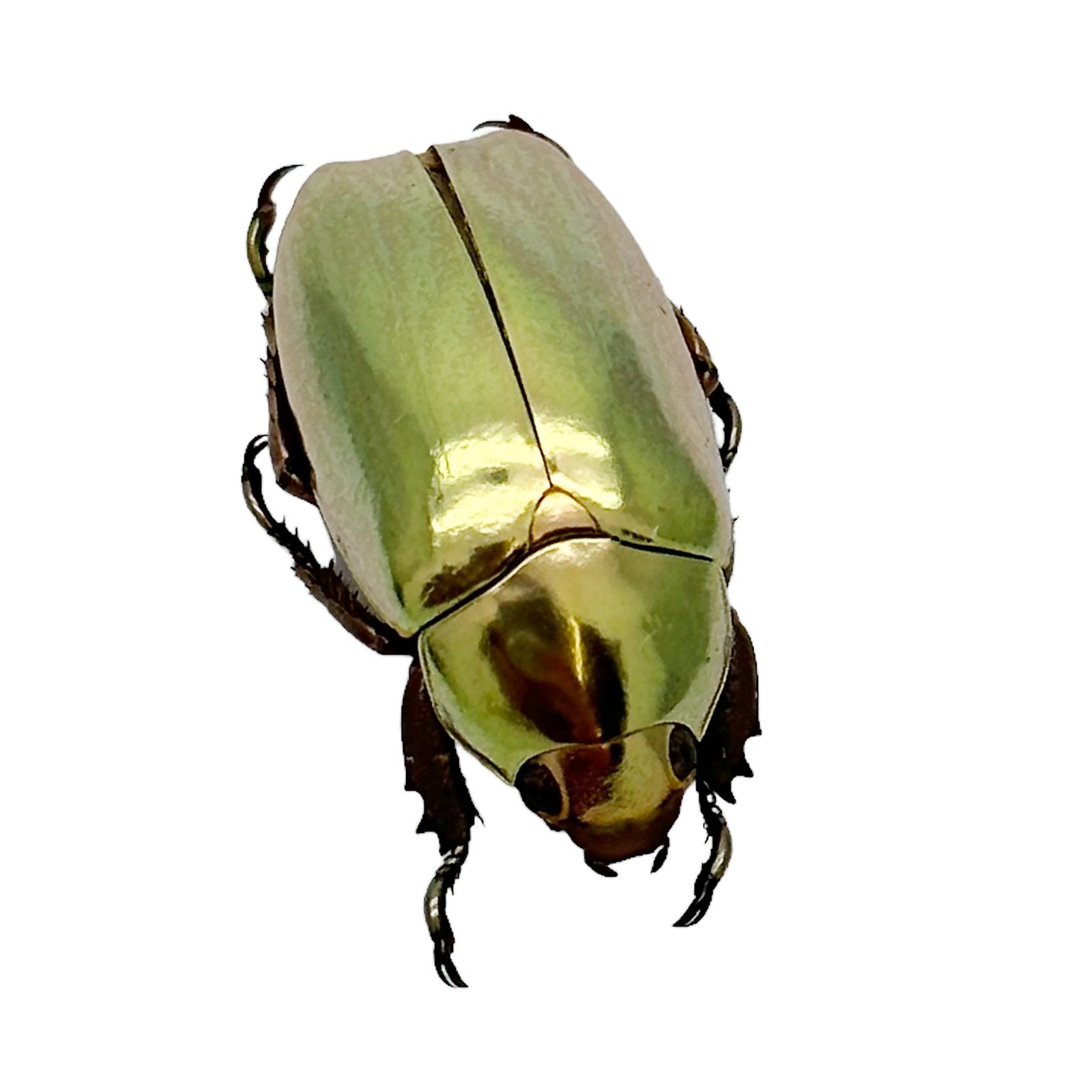 Gold Metallic Scarab Beetle (Chrysina resplendens)