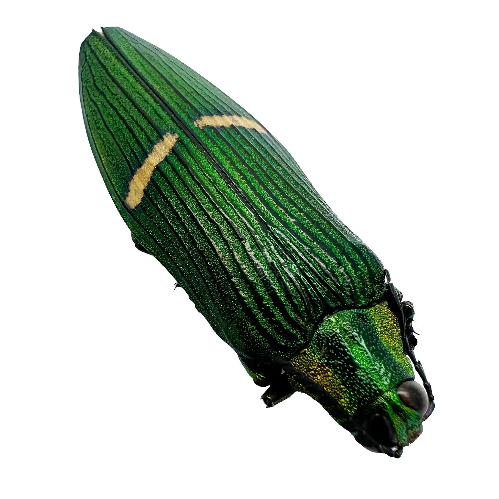 Green Jewel Beetle (Catoxantha opulenta opulenta) Insect