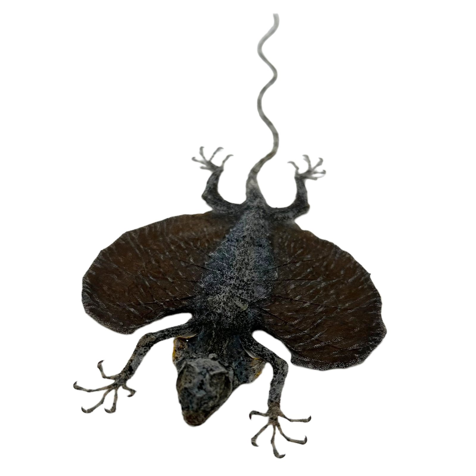 GREY Draco Fyling Lizard fimbriatus hennigi