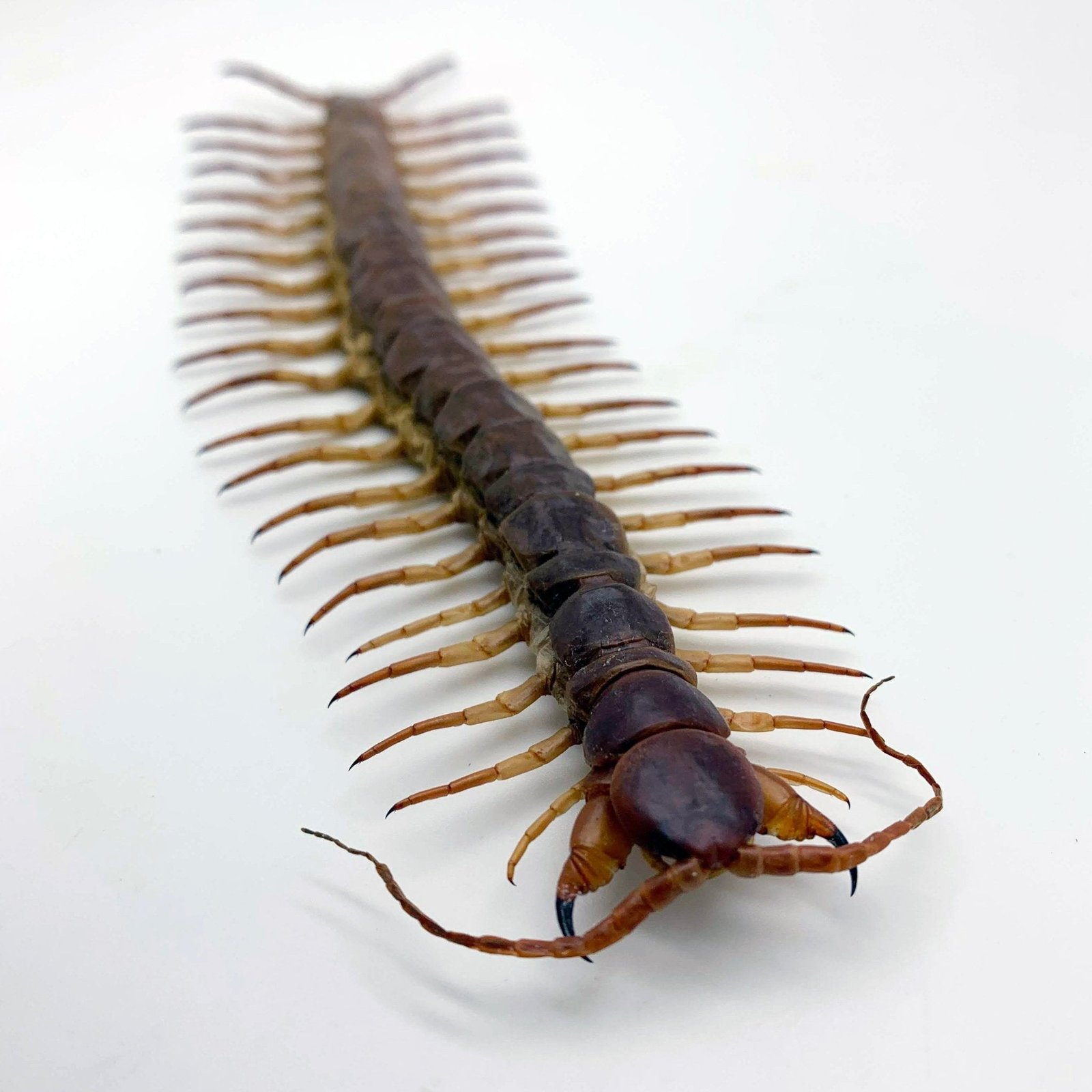 Huge Centipede 22CM (Scolopendra subspinipes)
