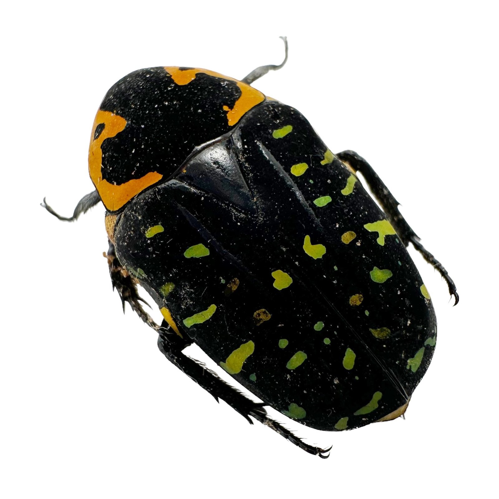 Jewel Like Green Spotted Beetle (Euchroea clementi riphaeus) Insect