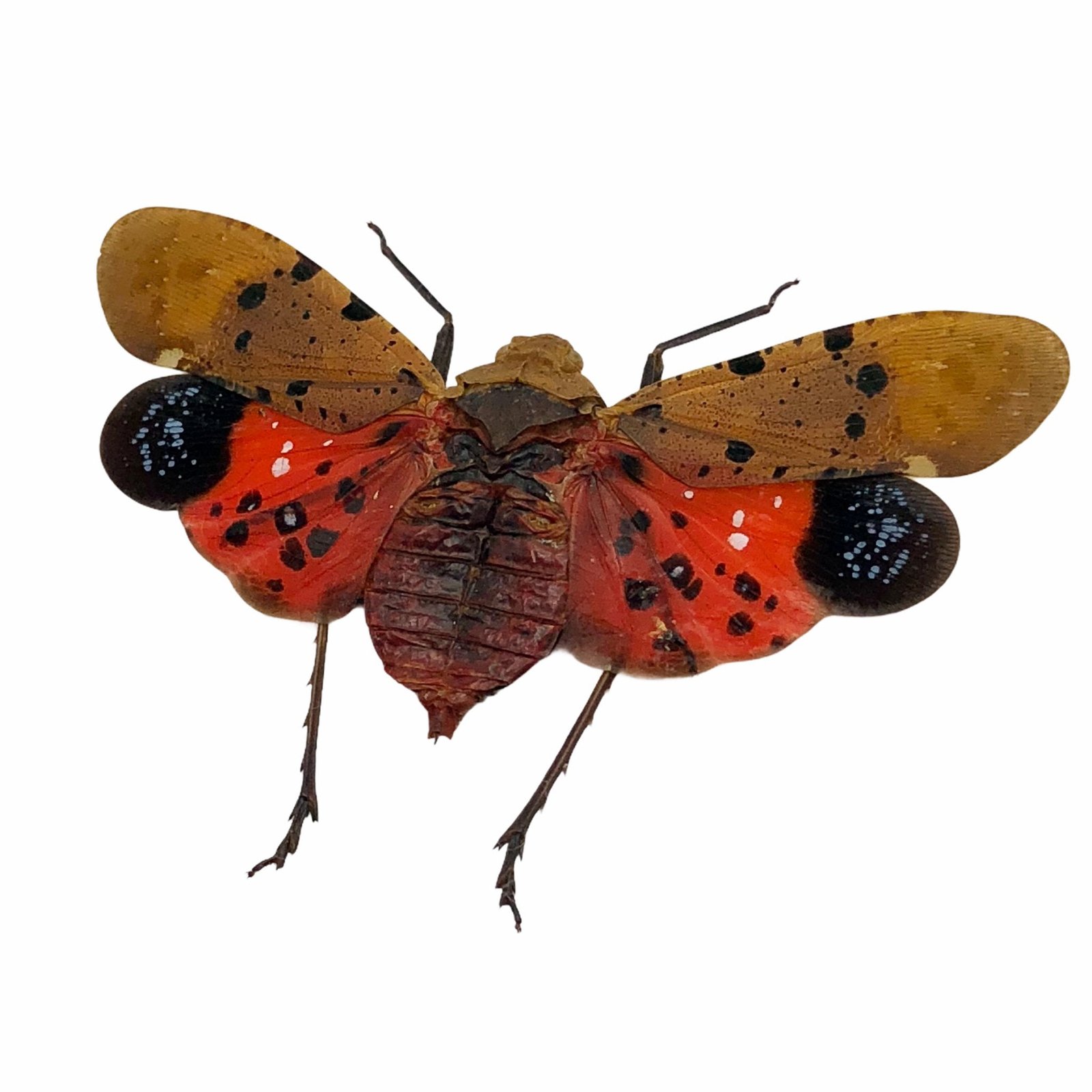 Green Orange Lantern Fly (Penthicodes farinosa peleng) Insect