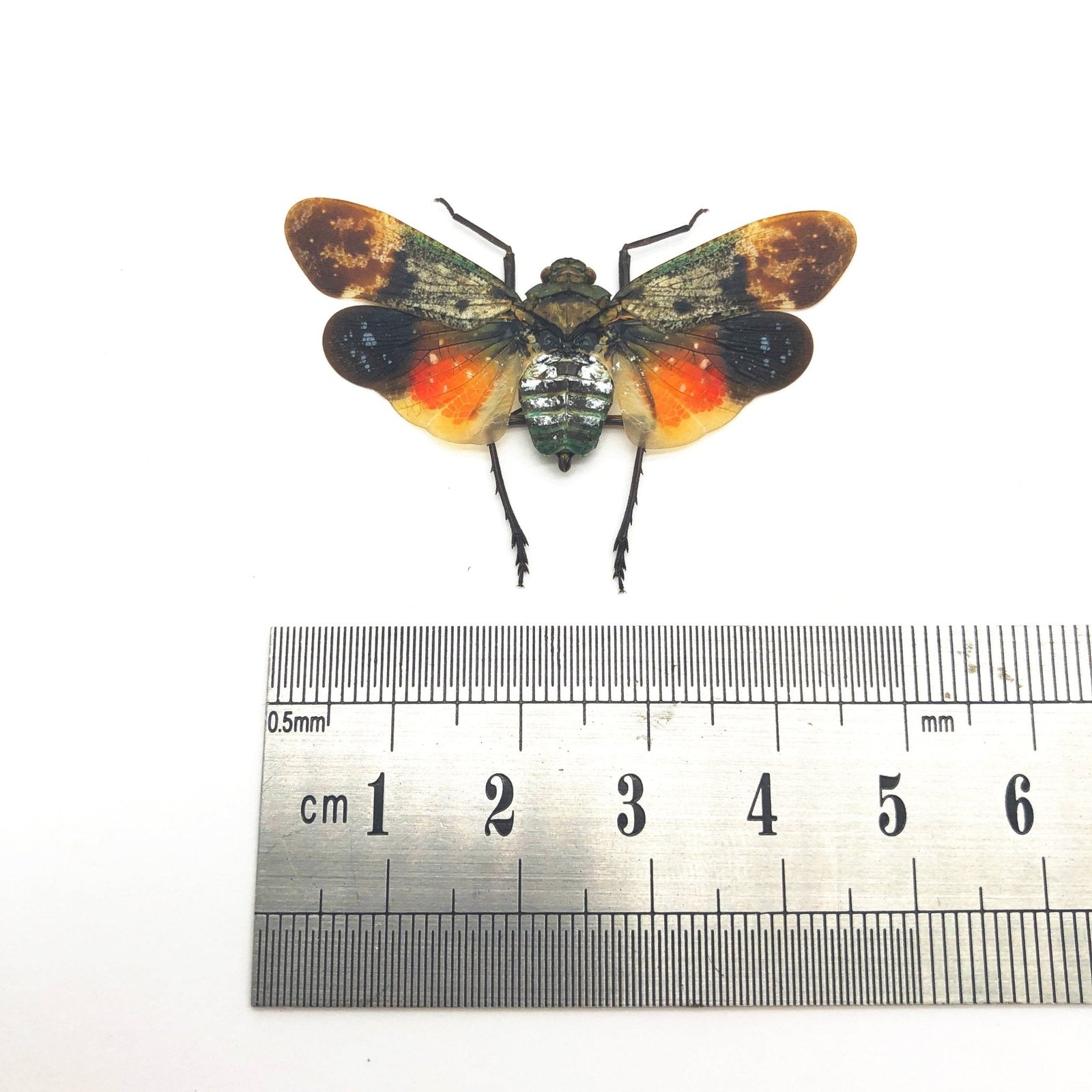 Lantern Fly (Penthicodes farinosa borneo) Insect