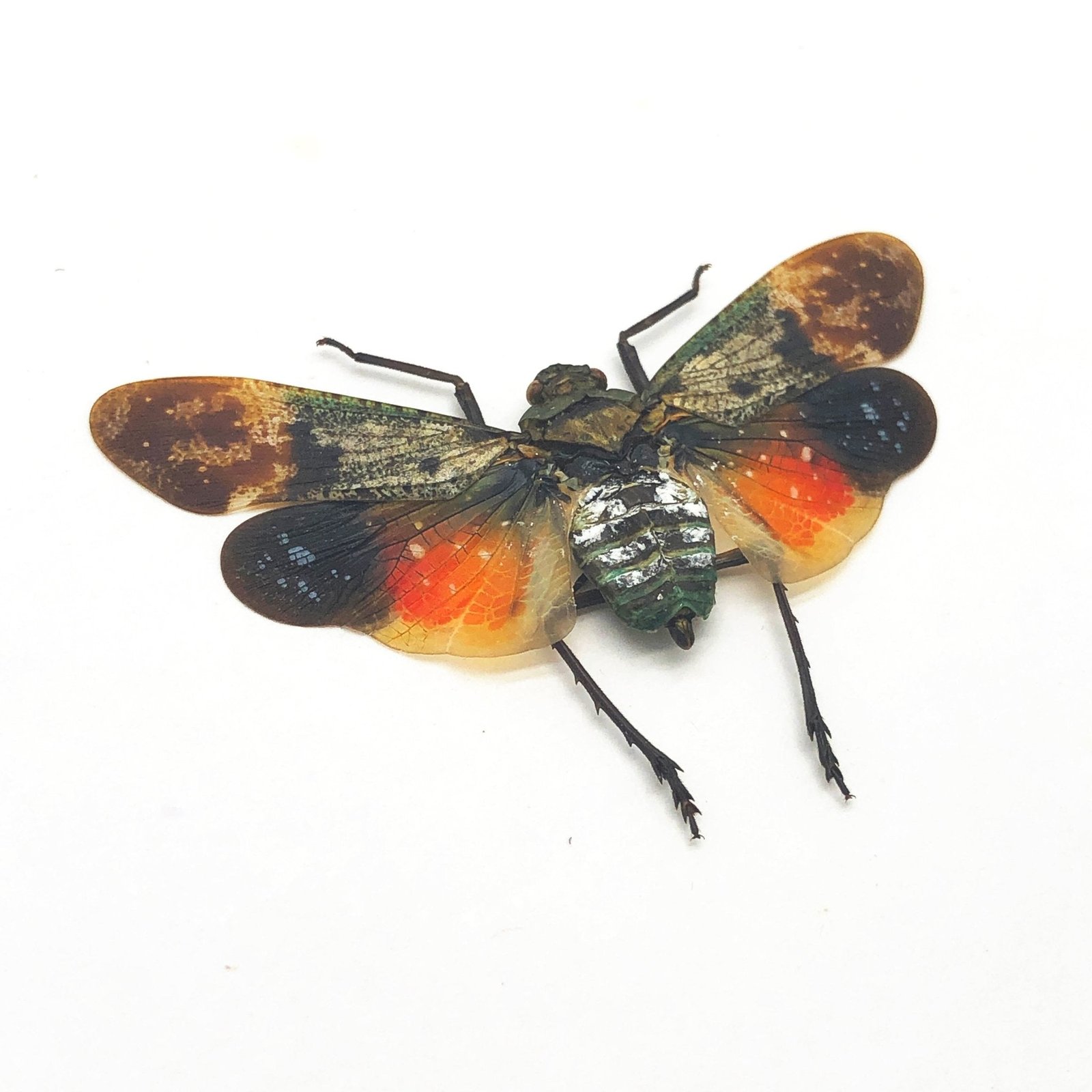 Lantern Fly (Penthicodes farinosa borneo) Insect