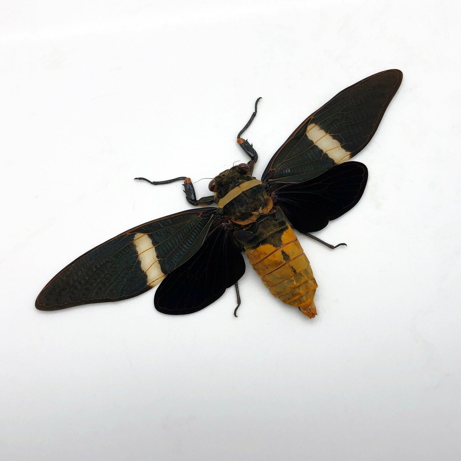 Large Orange Cicada (Tosena albata)
