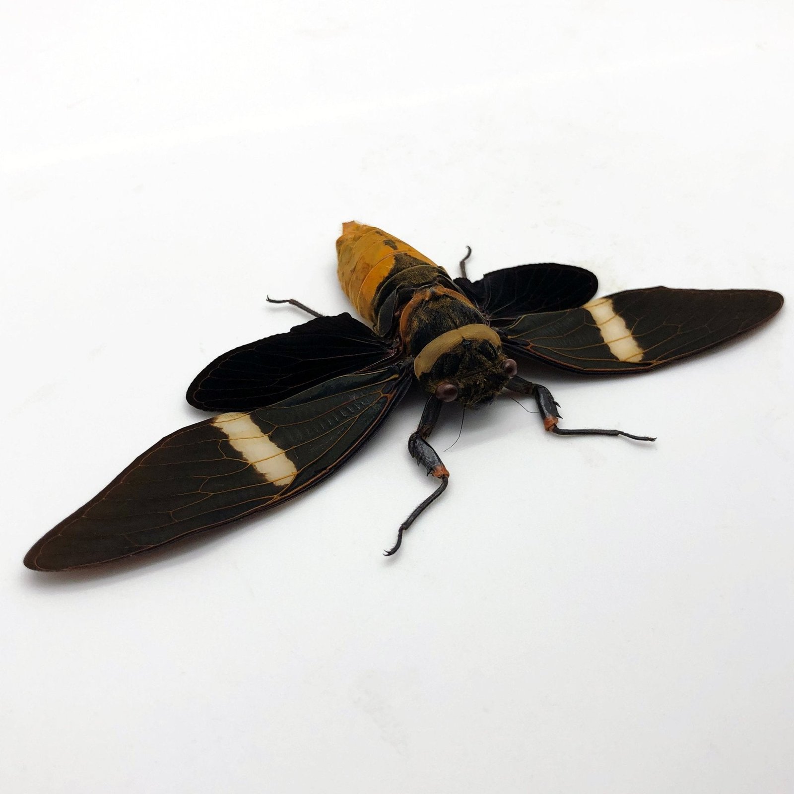 Large Orange Cicada (Tosena albata)