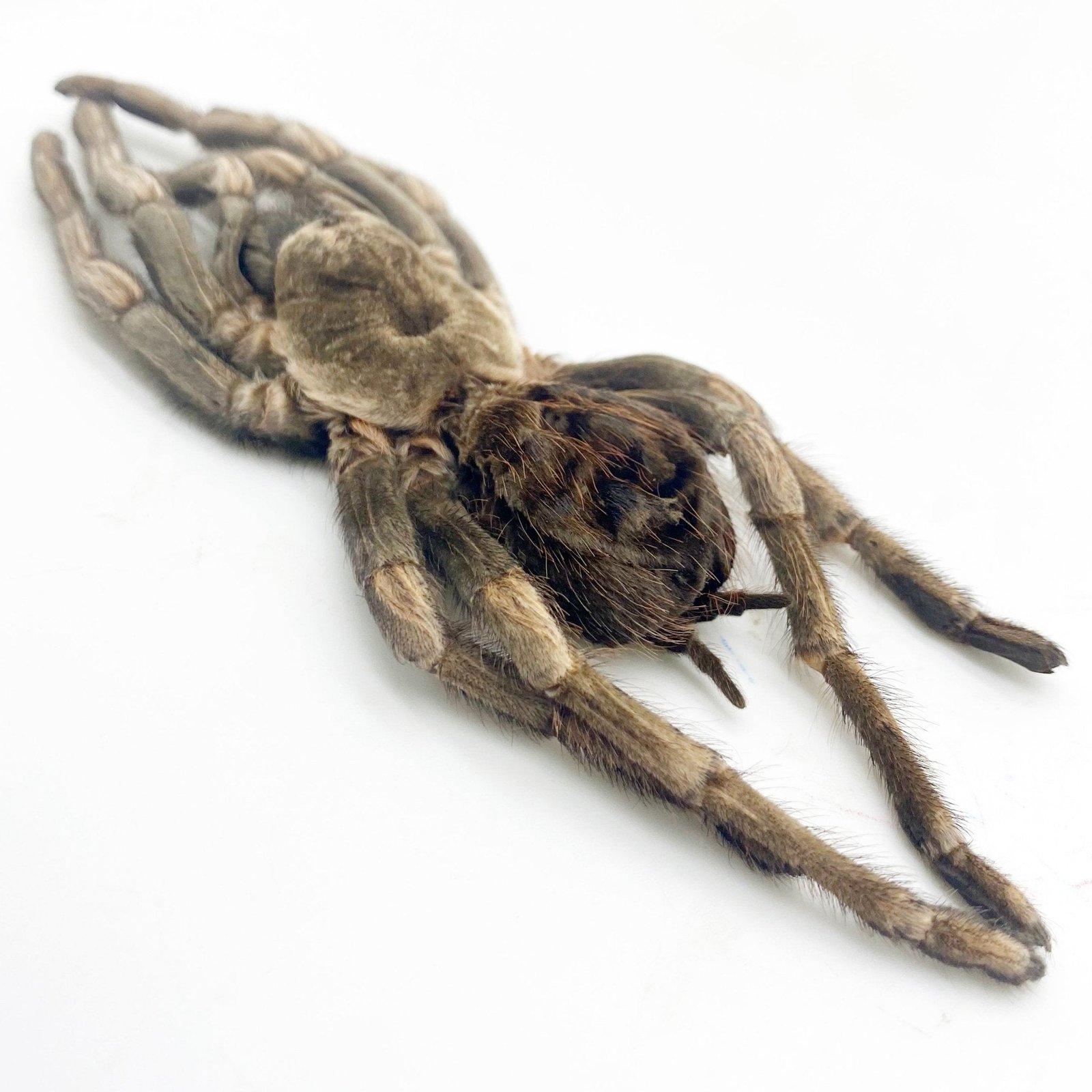 Large Rusty Birdeater Tarantula Spider (Acanthoscurria ferina)