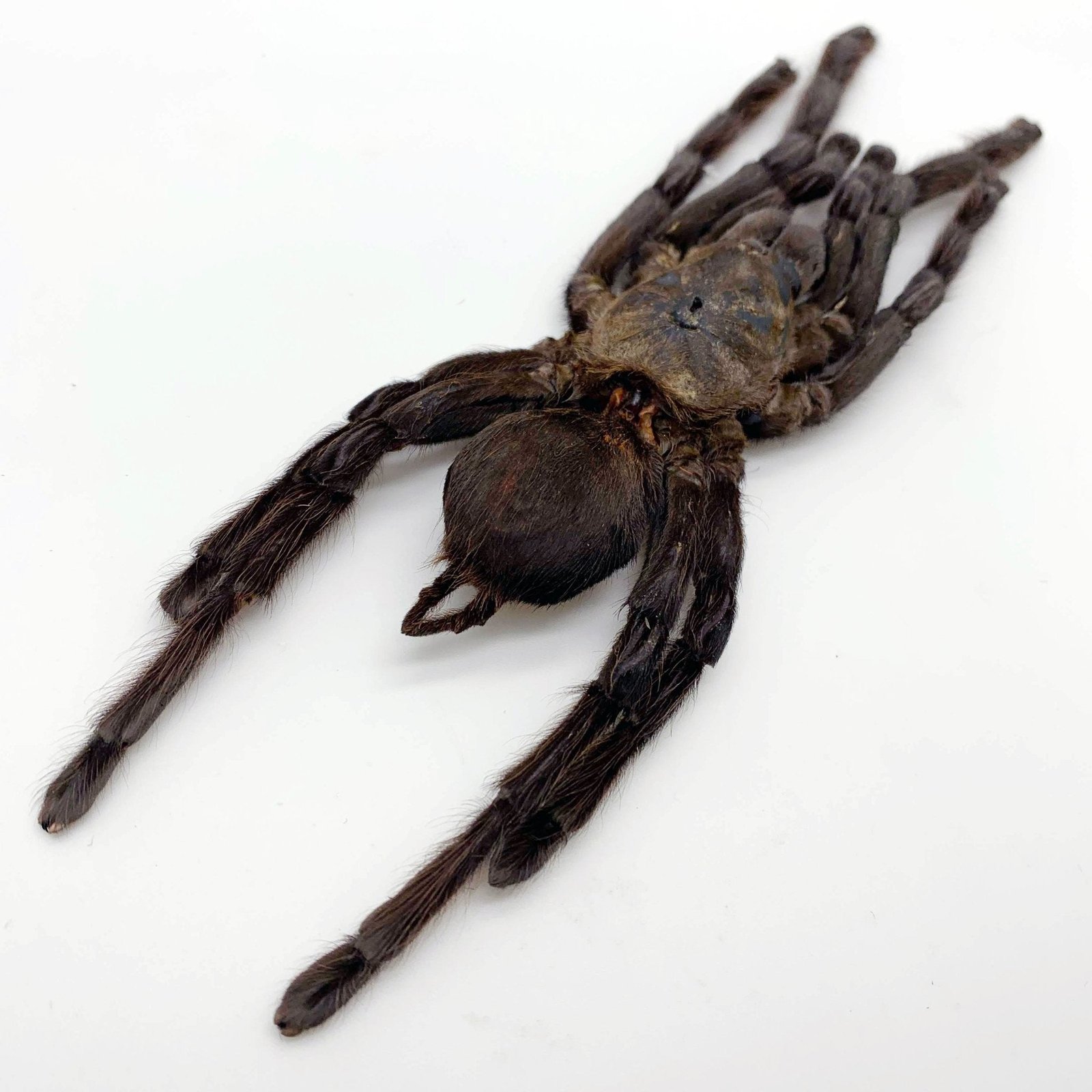 Large Spider Tarantula (Haplopelma minax)