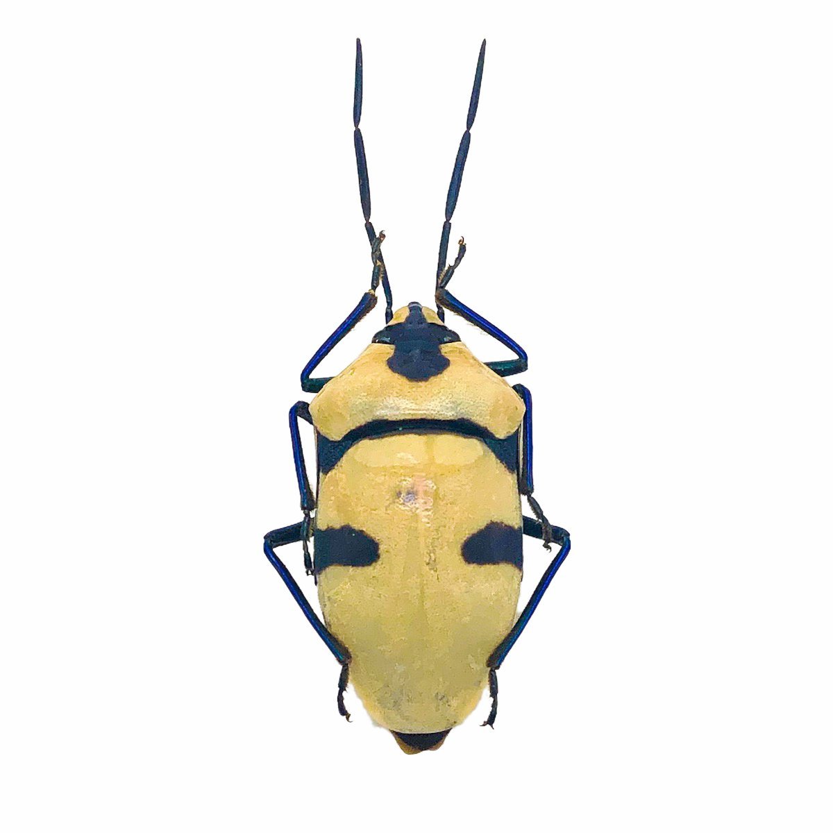 Man Faced Stink Bug (eucorysses grandis)