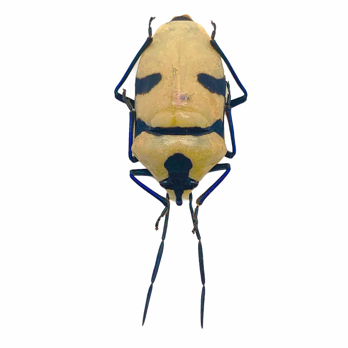 Man Faced Stink Bug (eucorysses grandis)