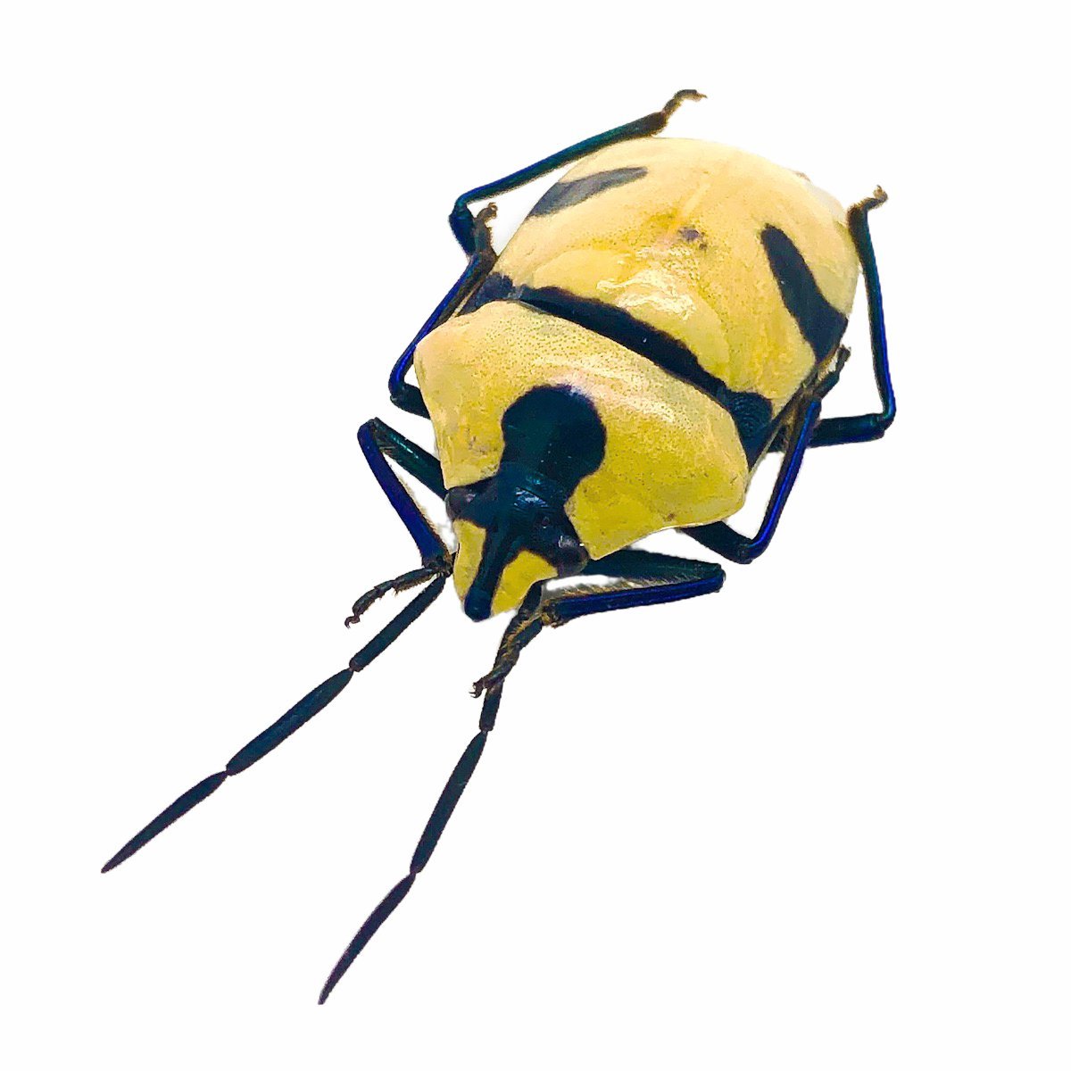 Man Faced Stink Bug (eucorysses grandis)