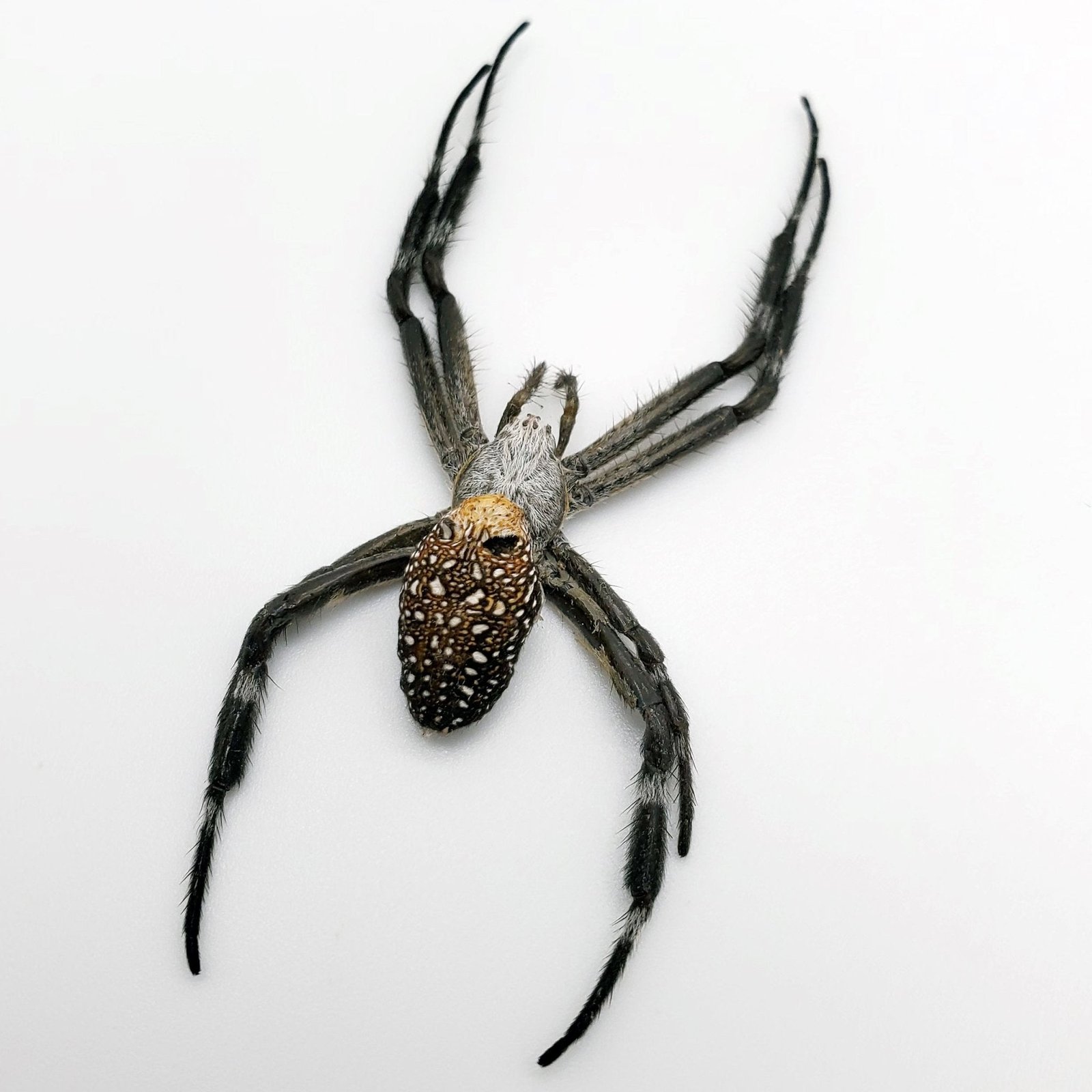 Mixed Garden Spider Specimen