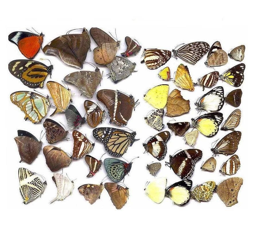 Naturally beautiful butterflies Mix