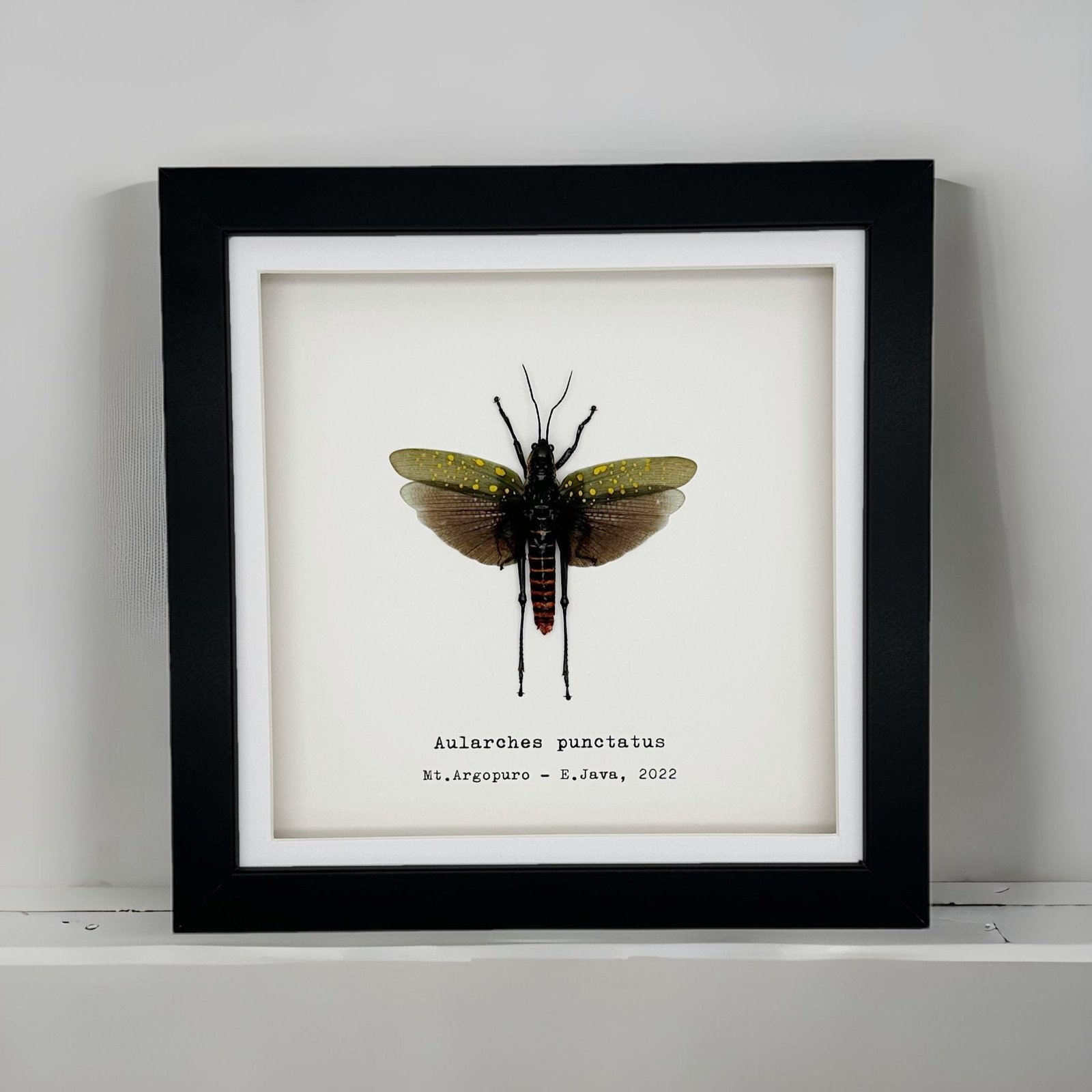 Northern Spotted Grasshopper (Aularches punctatus) Framed Specimen