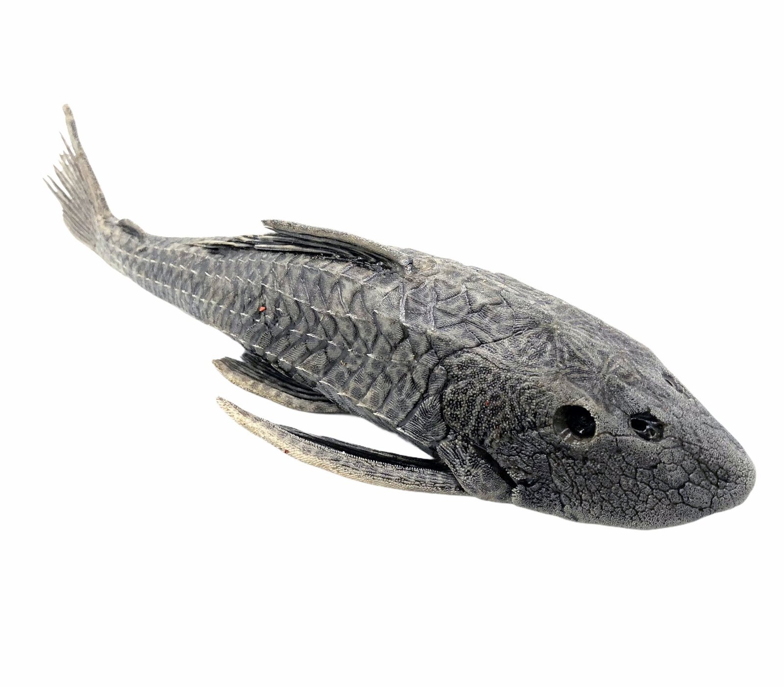 Pre-Historic Carachama Armored Catfish (Pseudorinelepis genibarbis) Peru